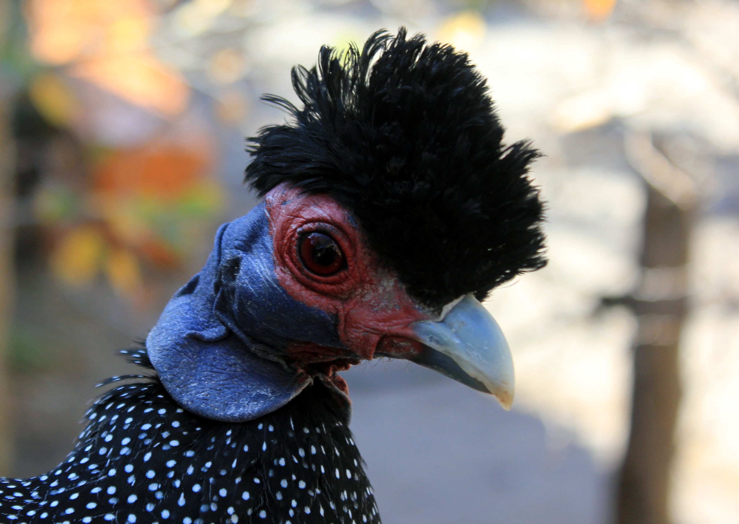 Avian Beak free image download