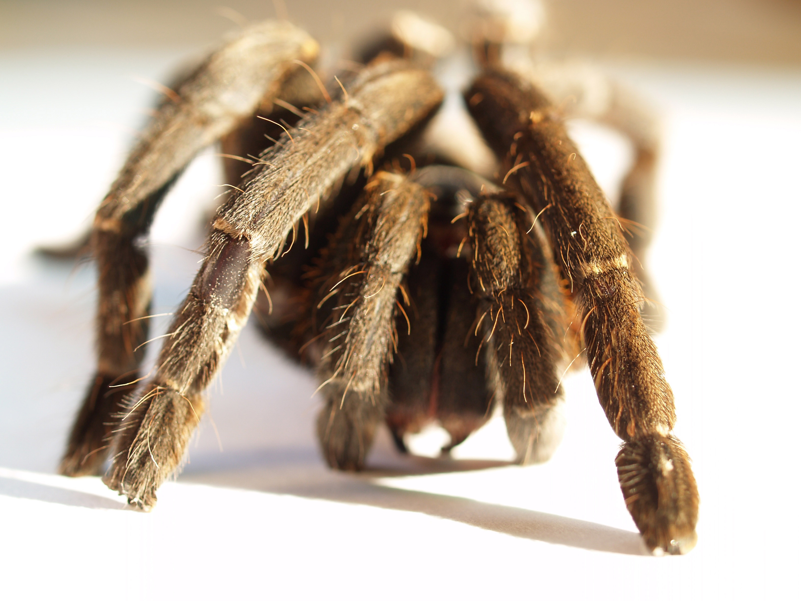 Tarantula spider closeup free image download
