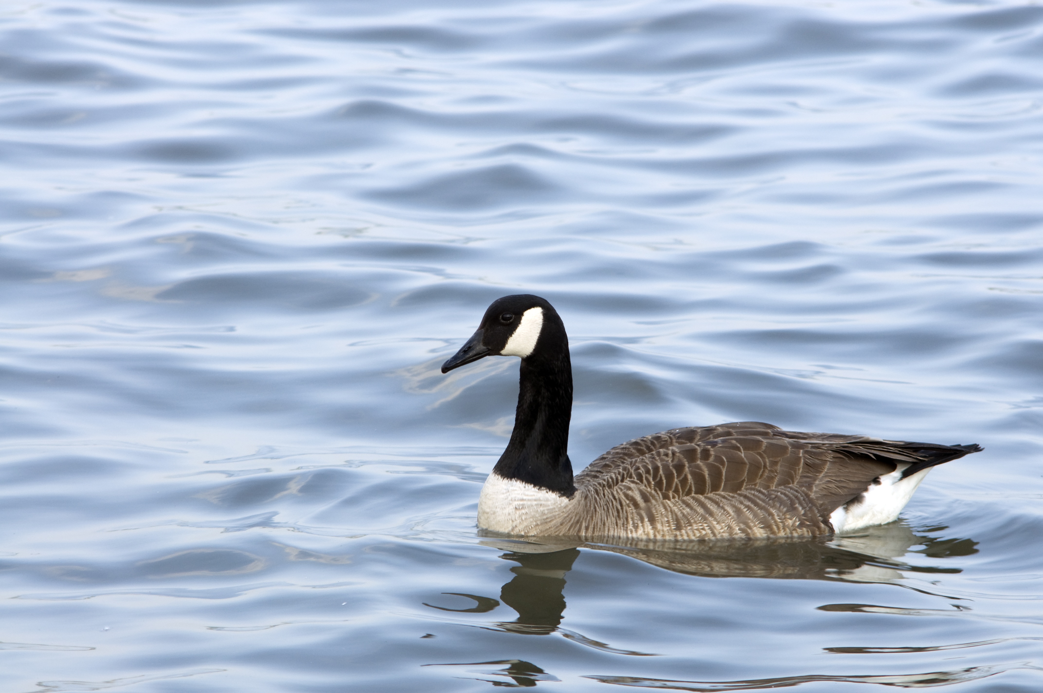 Goose on the hudson river free image download