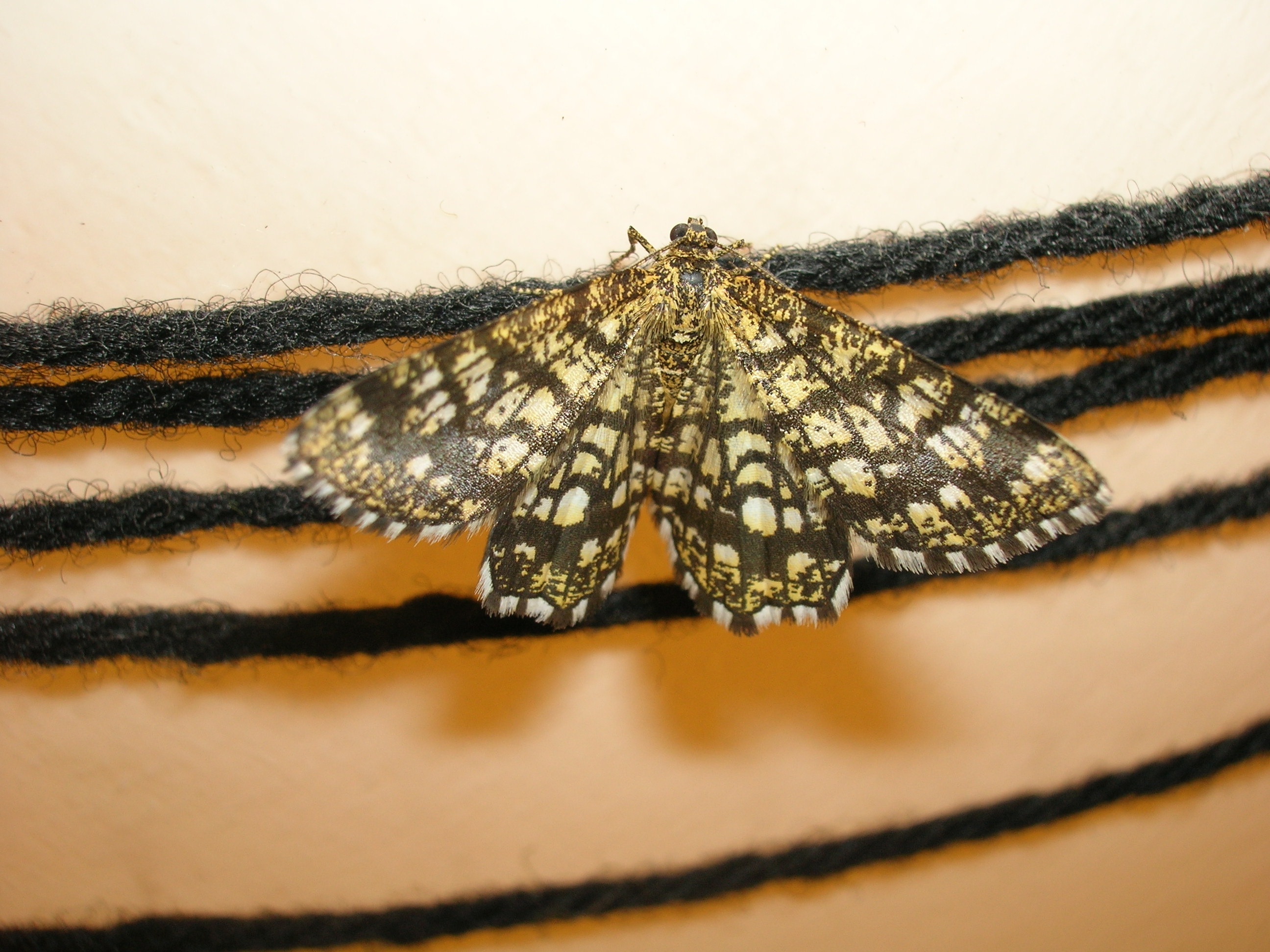 Moth indoor free image download
