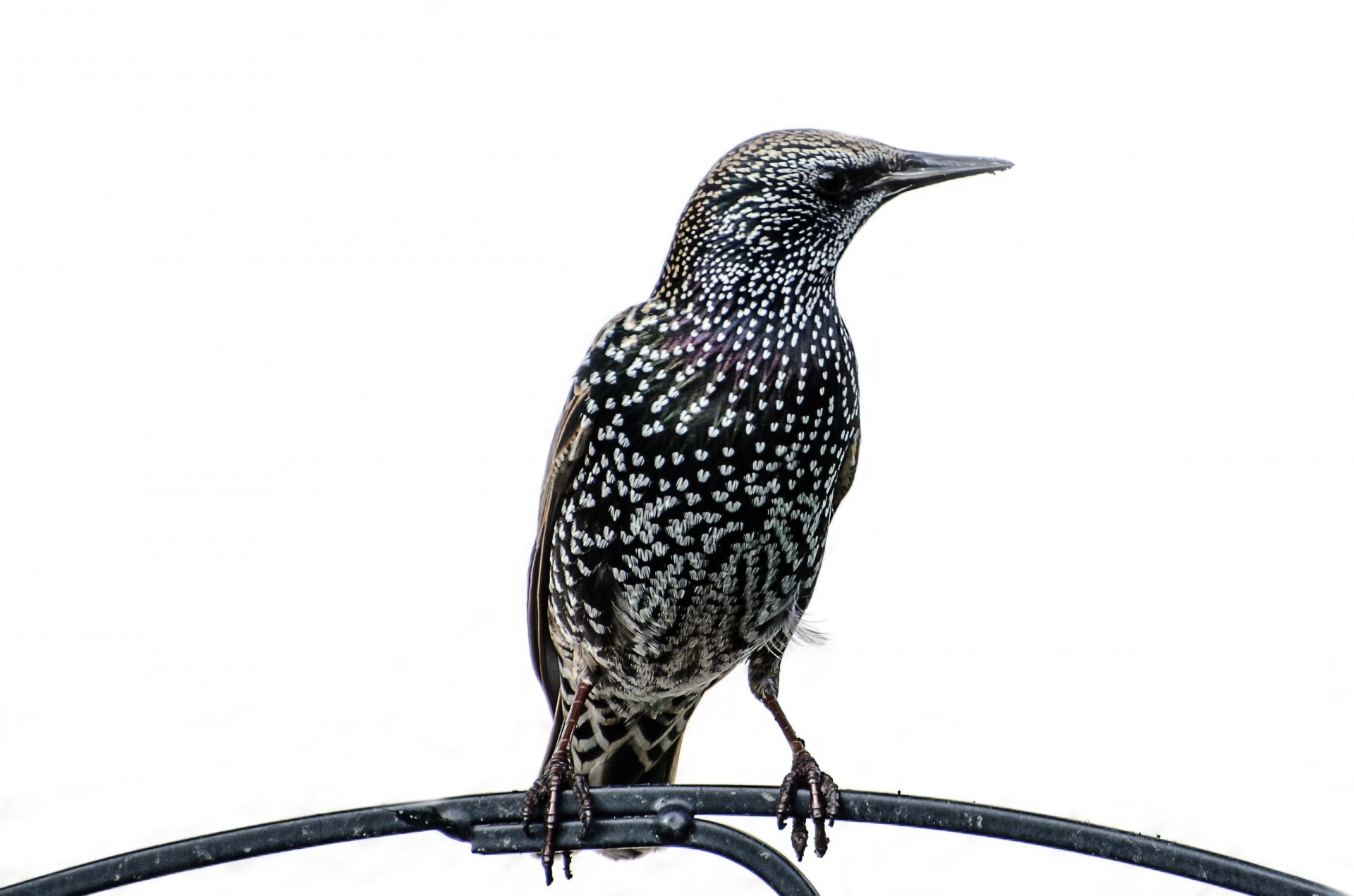 Silver image of starling free image download