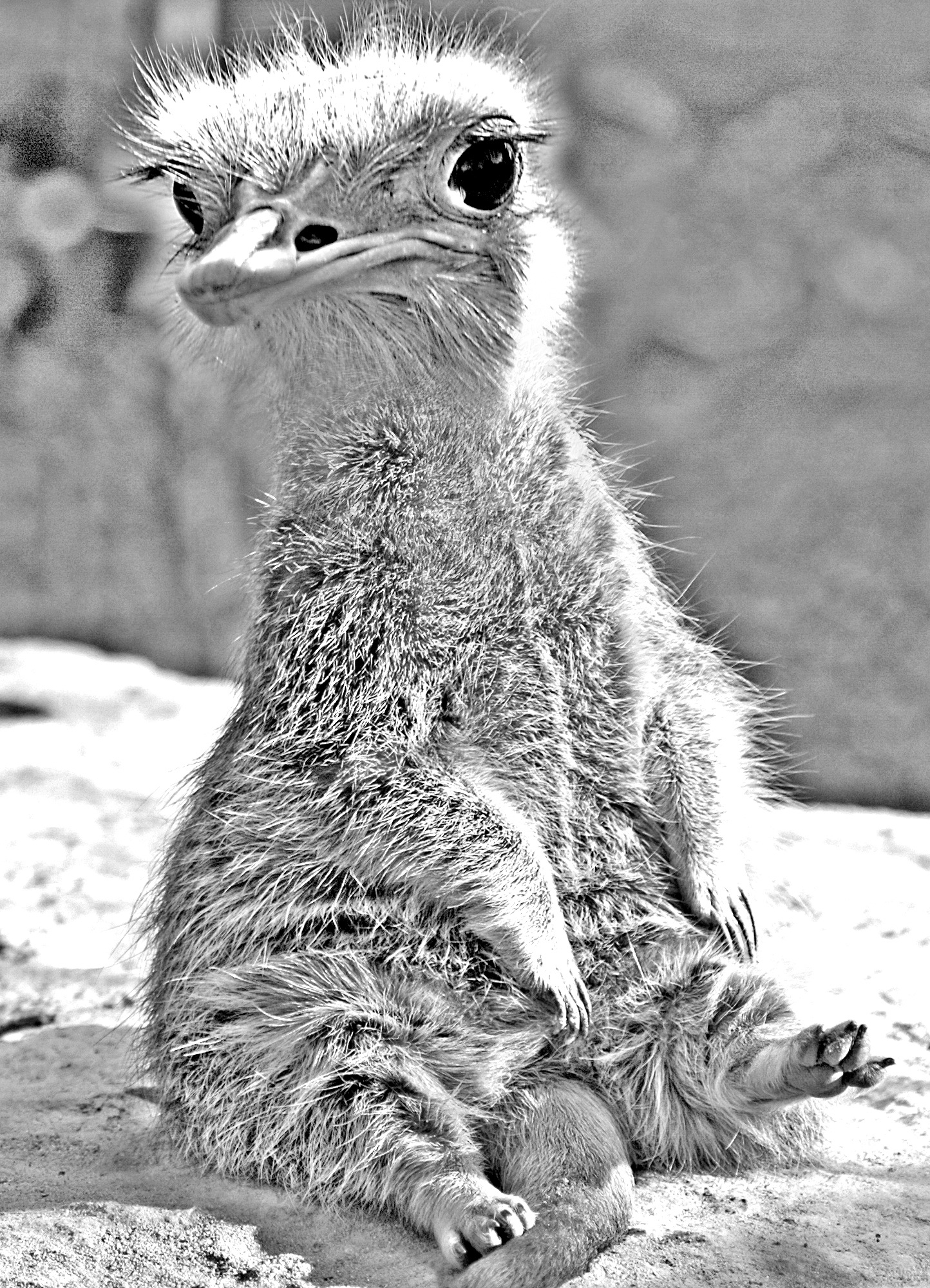 Photo Montage of black and white photo of meerkat and rabbit free image ...