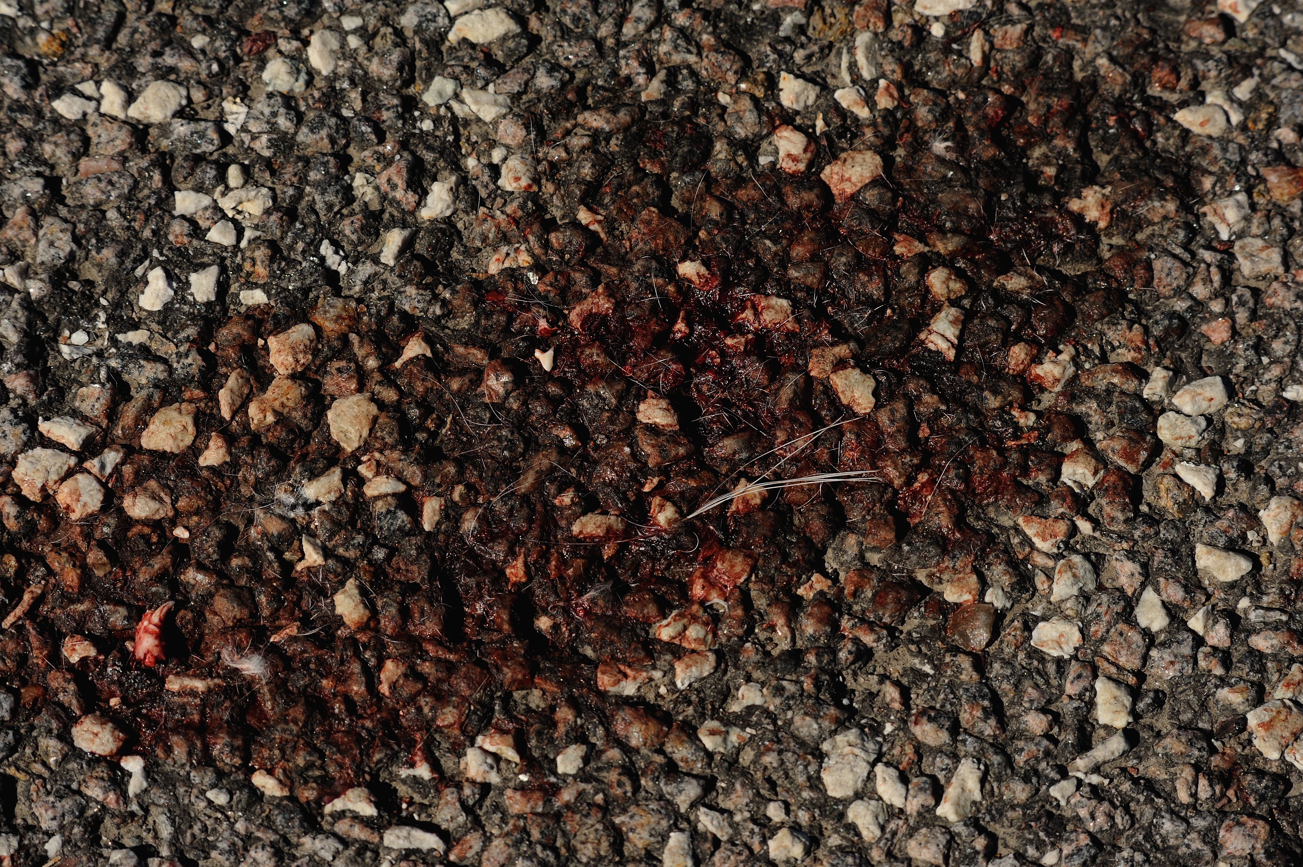 Blood after accident free image download