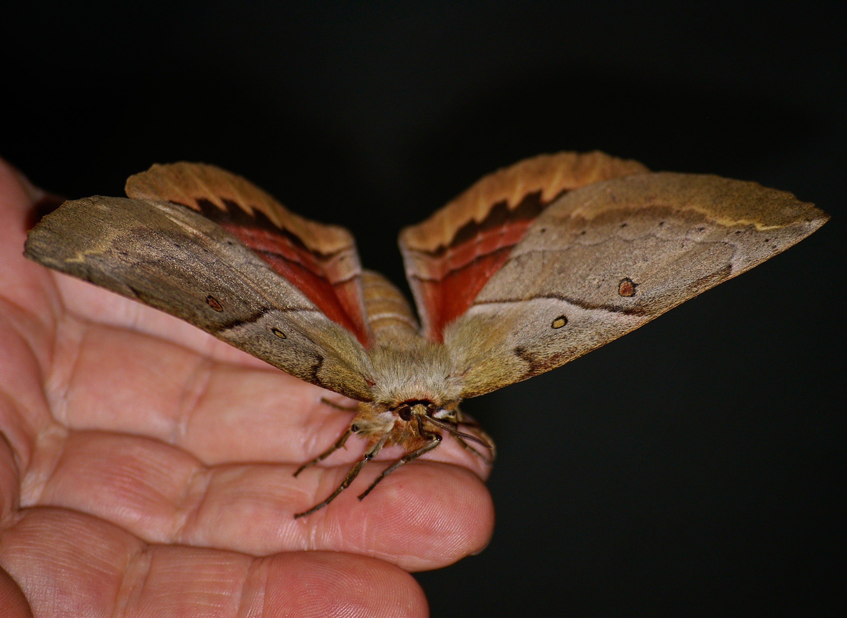 Large moth in Australia free image download
