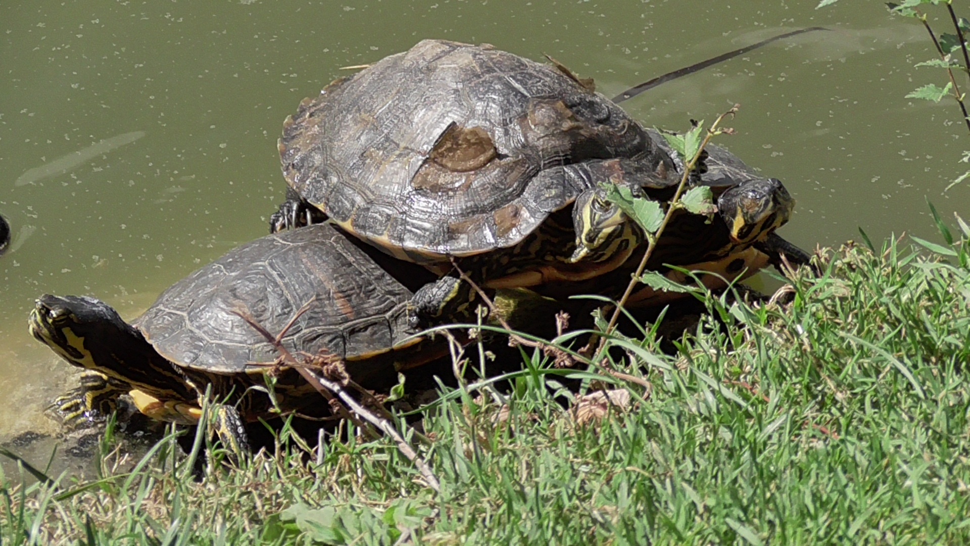 Turtles resting in a water under the sun free image download