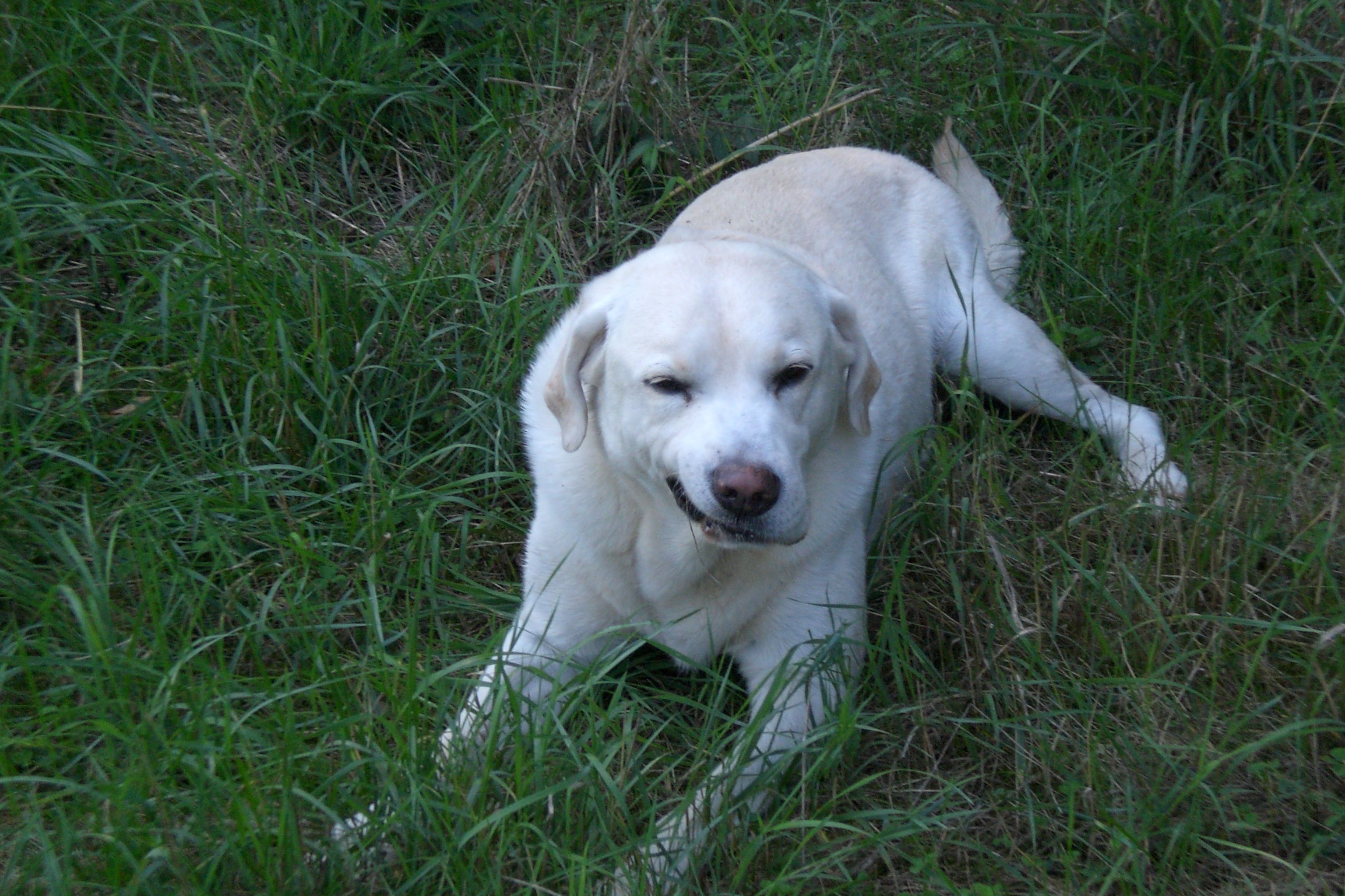 Labrador White Dog free image download