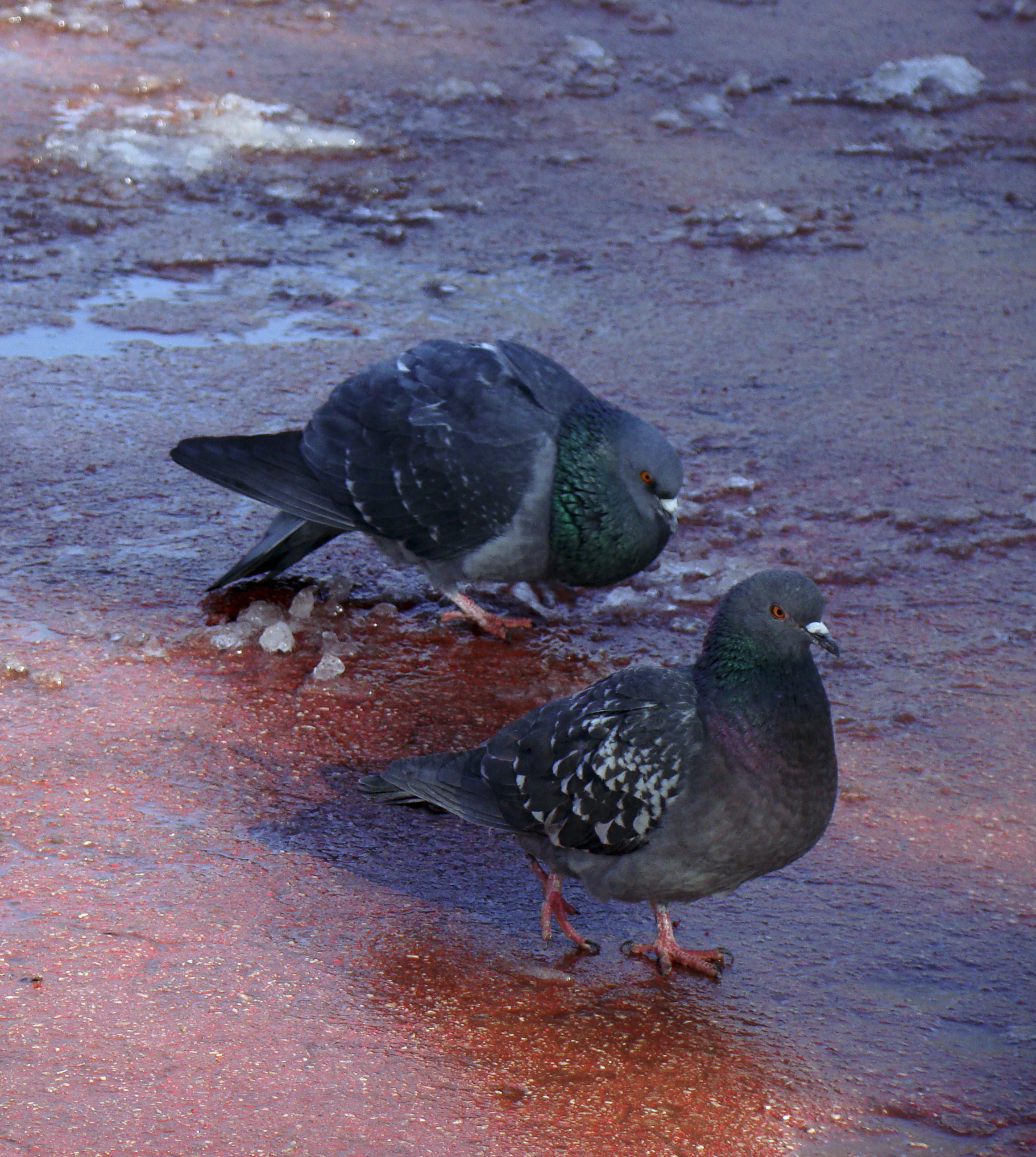 Delicious Pigeons Birds free image download