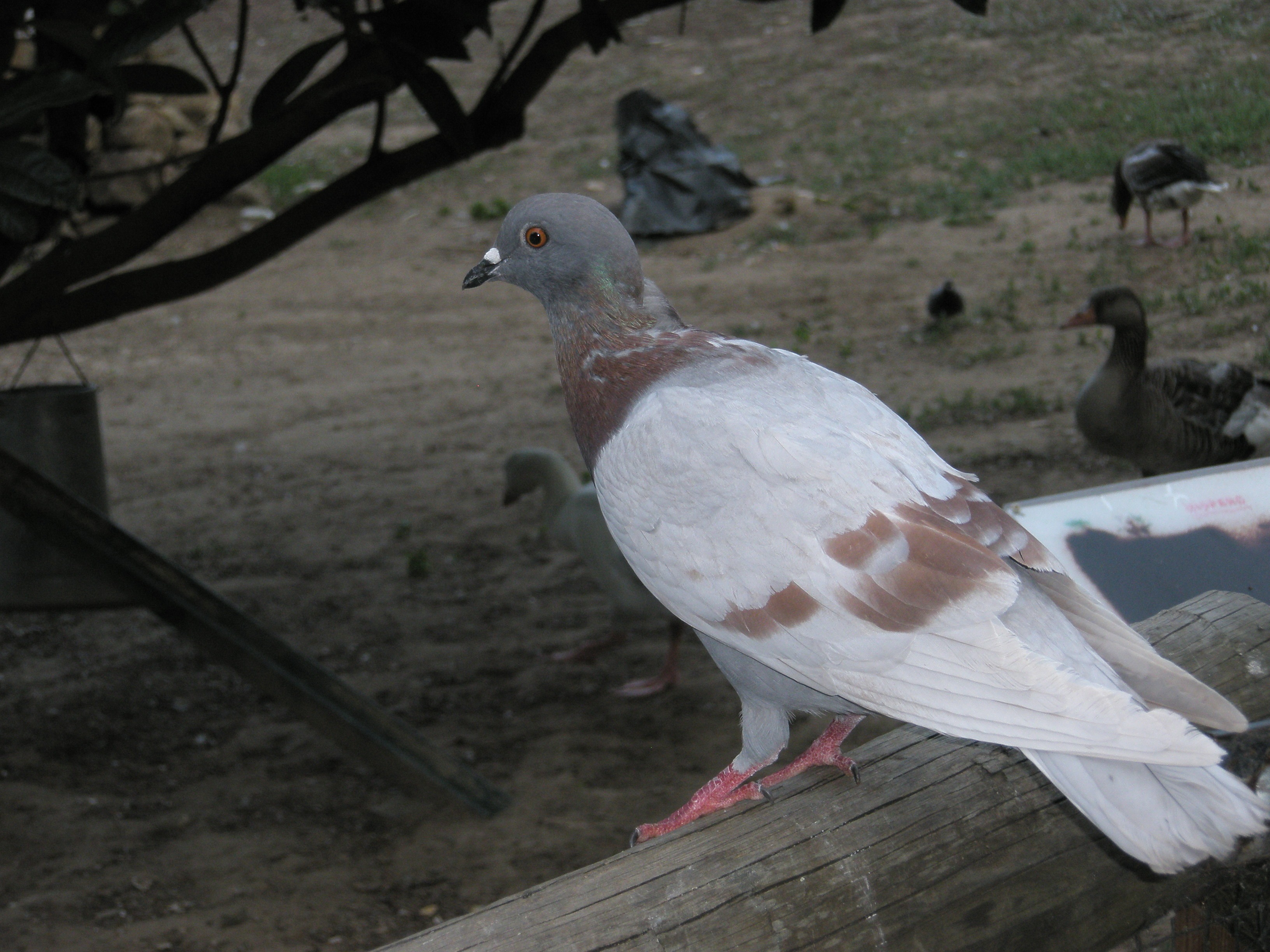 Colorful pigeon bird on a fence free image download