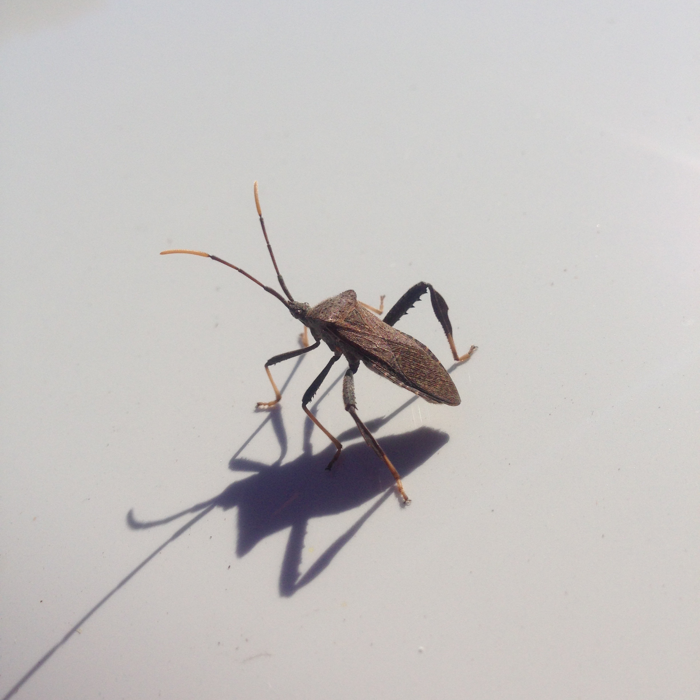 Beetle on a white surface with its shadow free image download