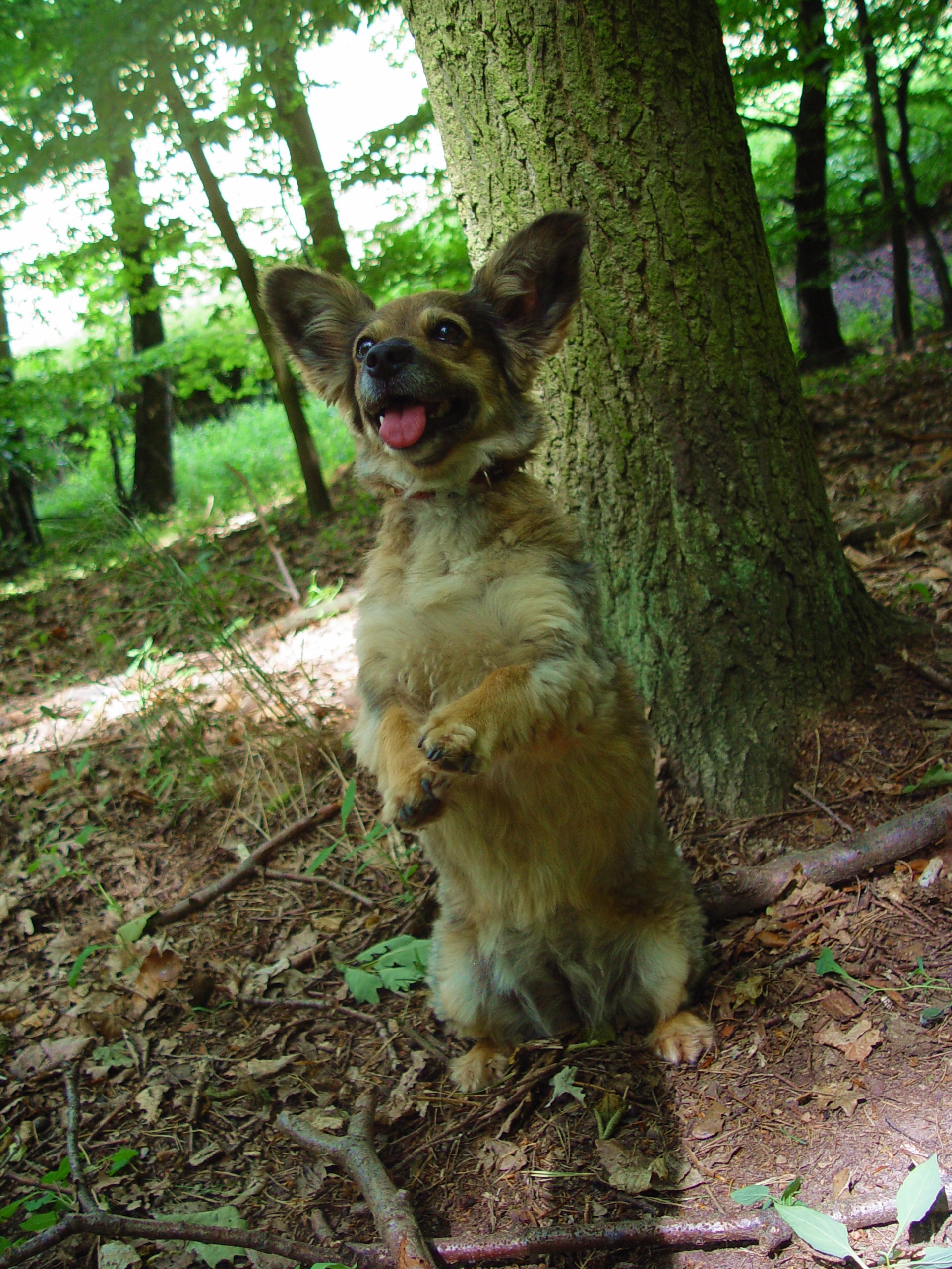 Standing dog in the forest free image download