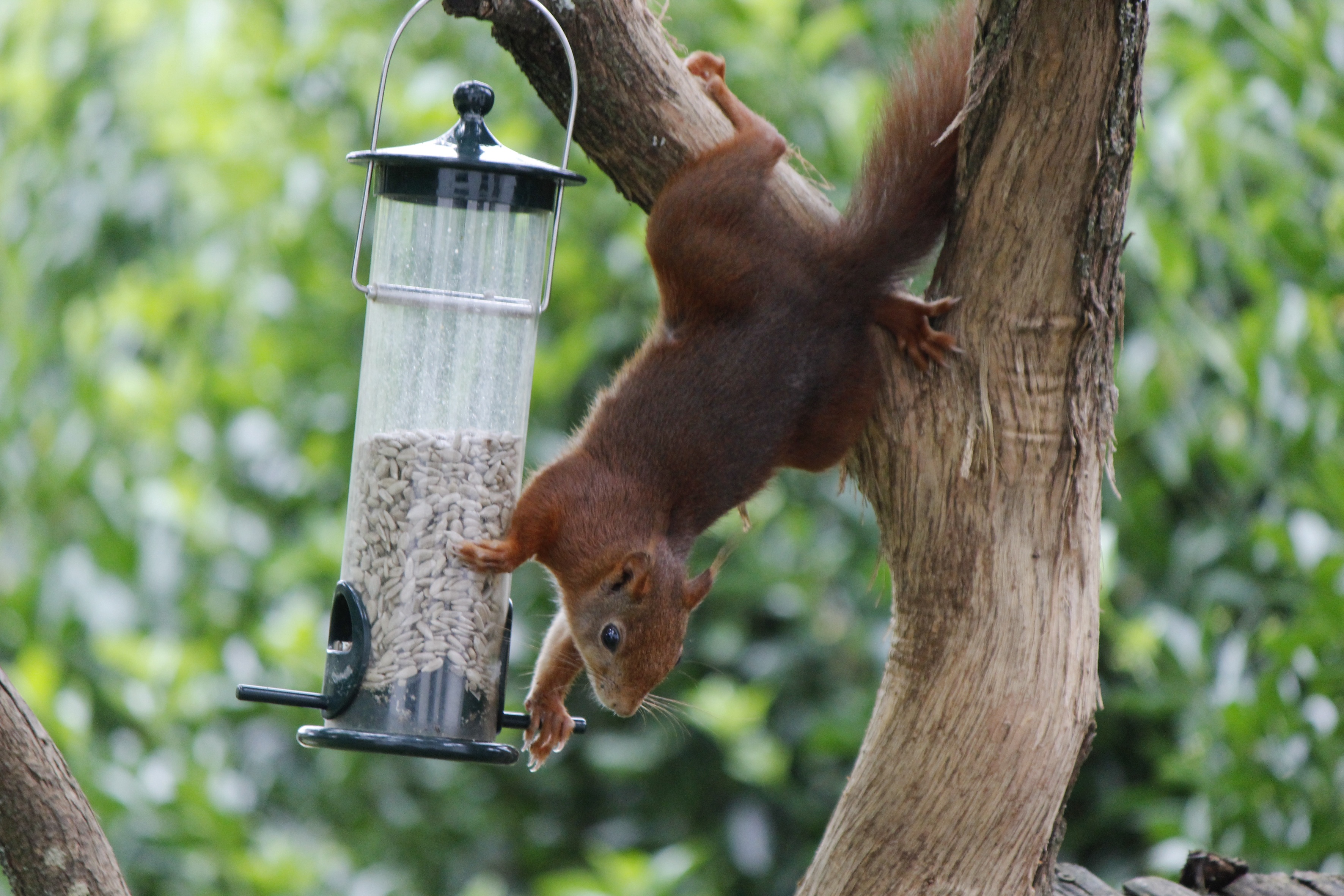 Squirrel and bird seeds free image download