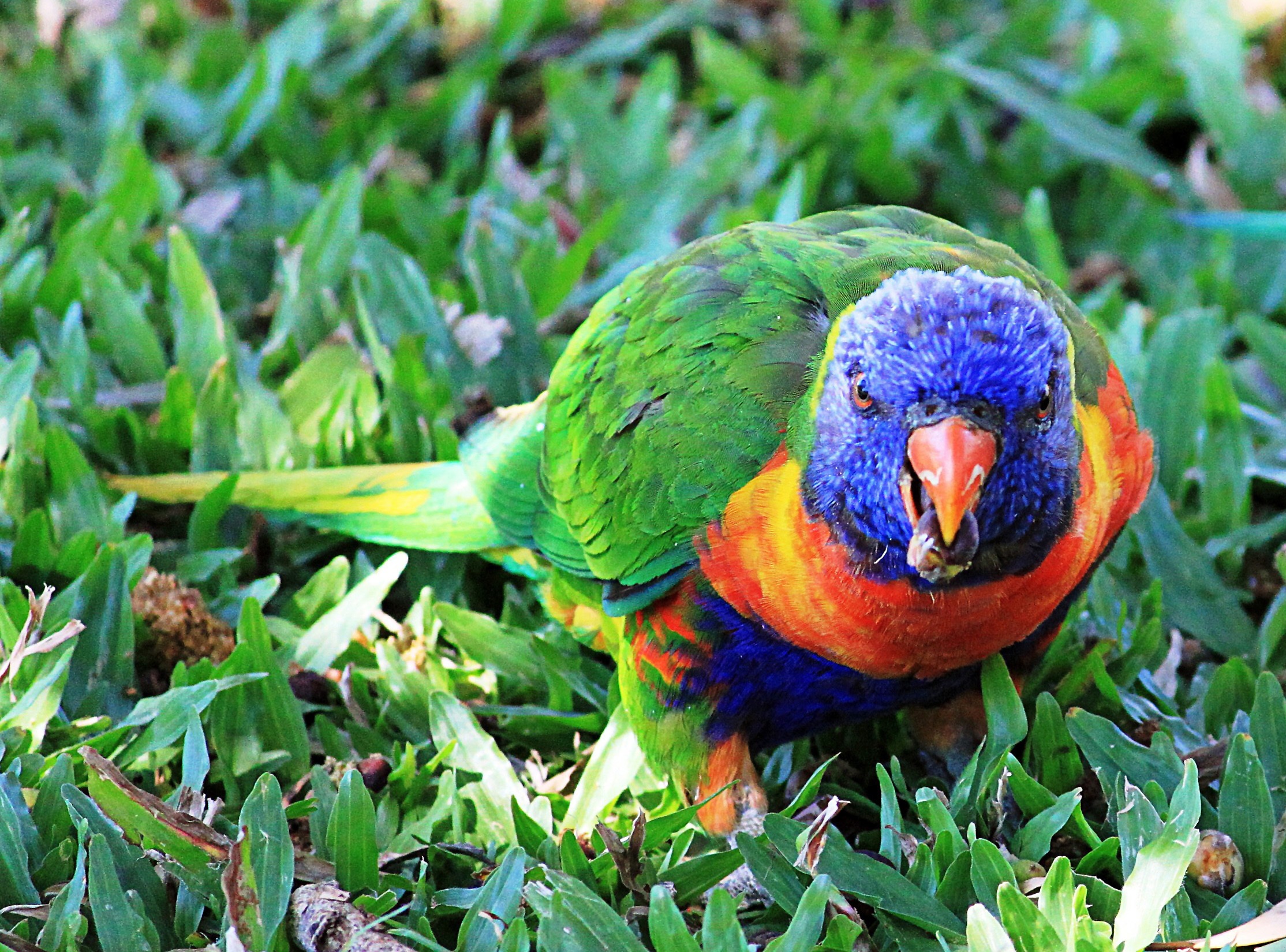 Beautiful colorful parrot on the grass free image download