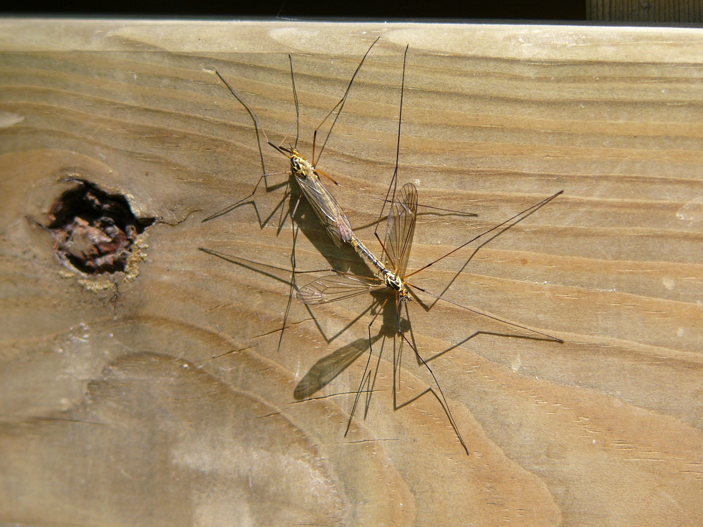 Mosquito reproduction on the wood free image download
