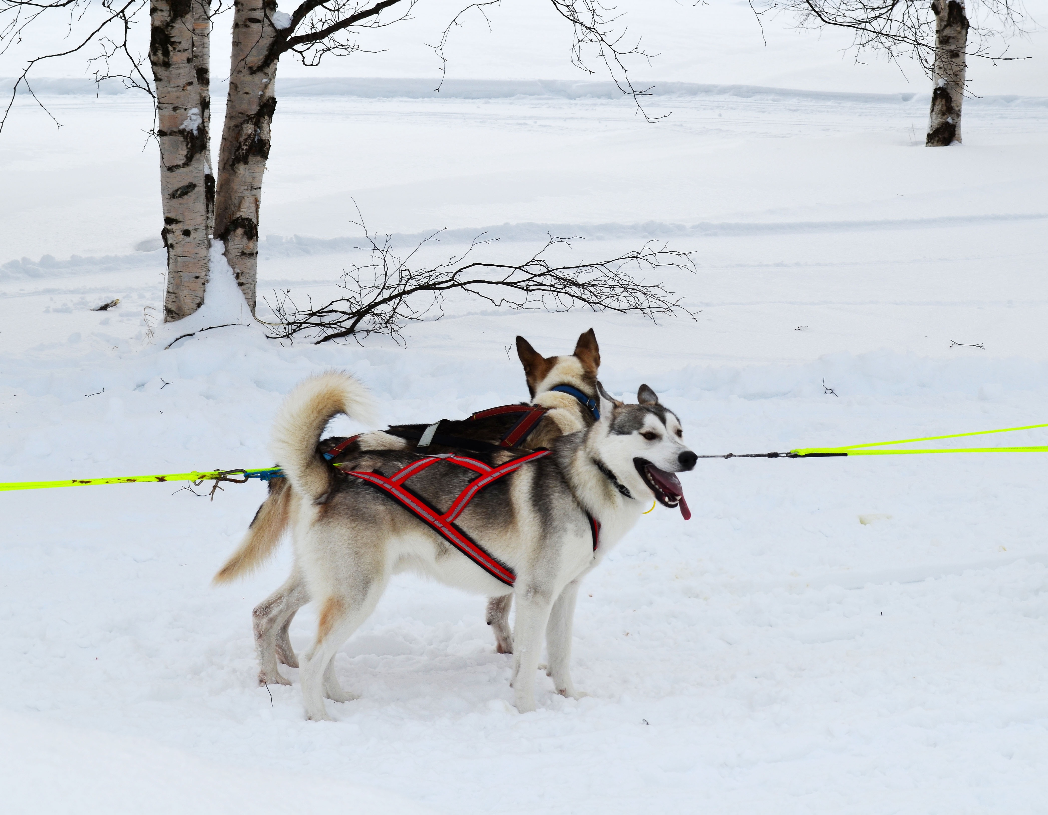 Sled Dogs free image download