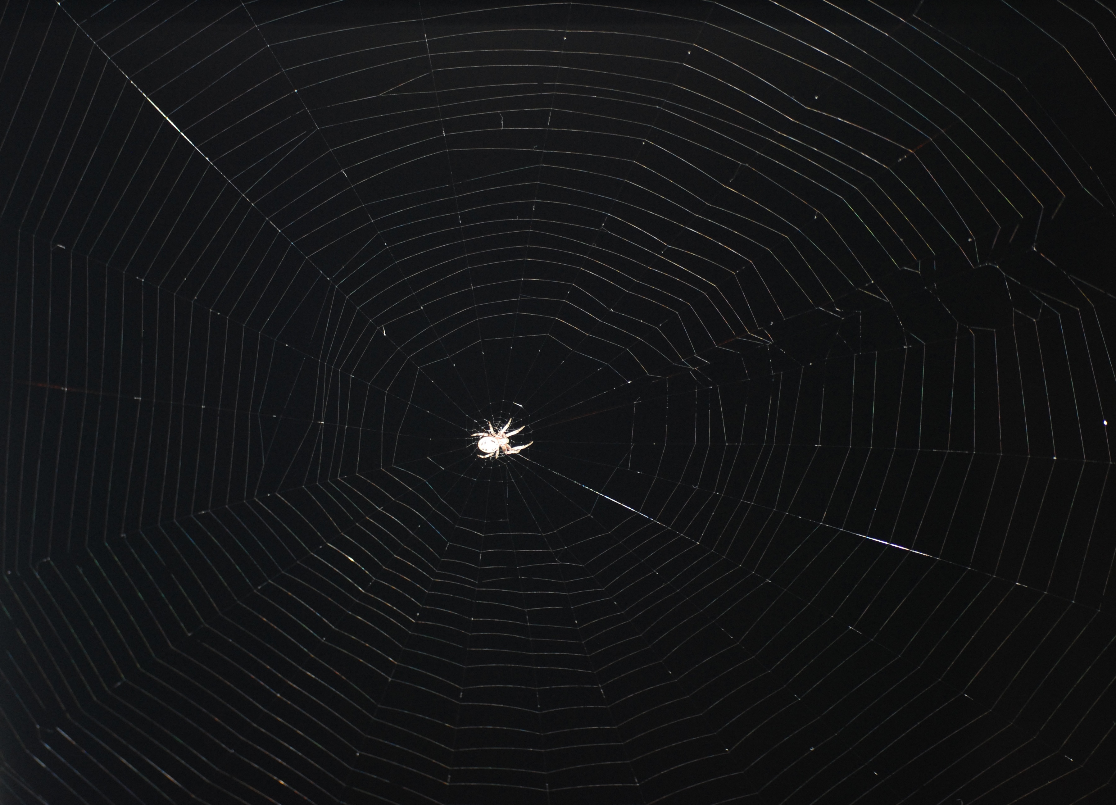 Cobweb in the dark free image download