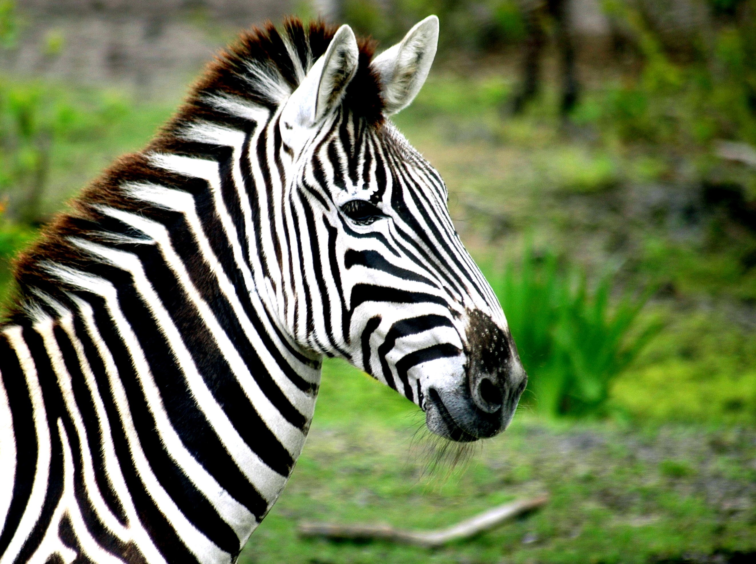 Zebra in a reserve in africa free image download