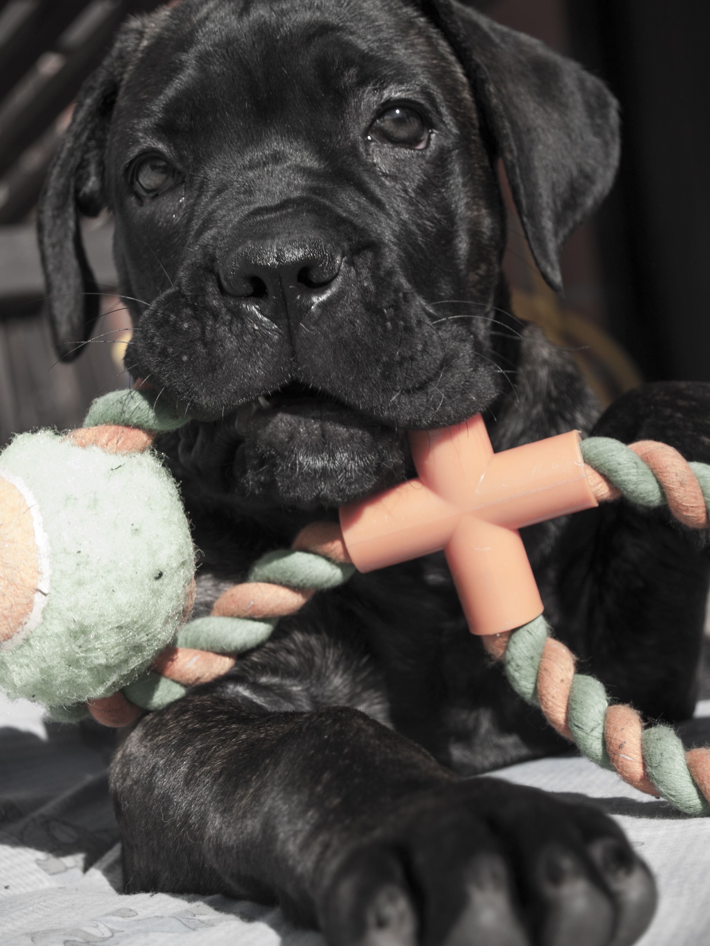 Black Labrador with toy free image download
