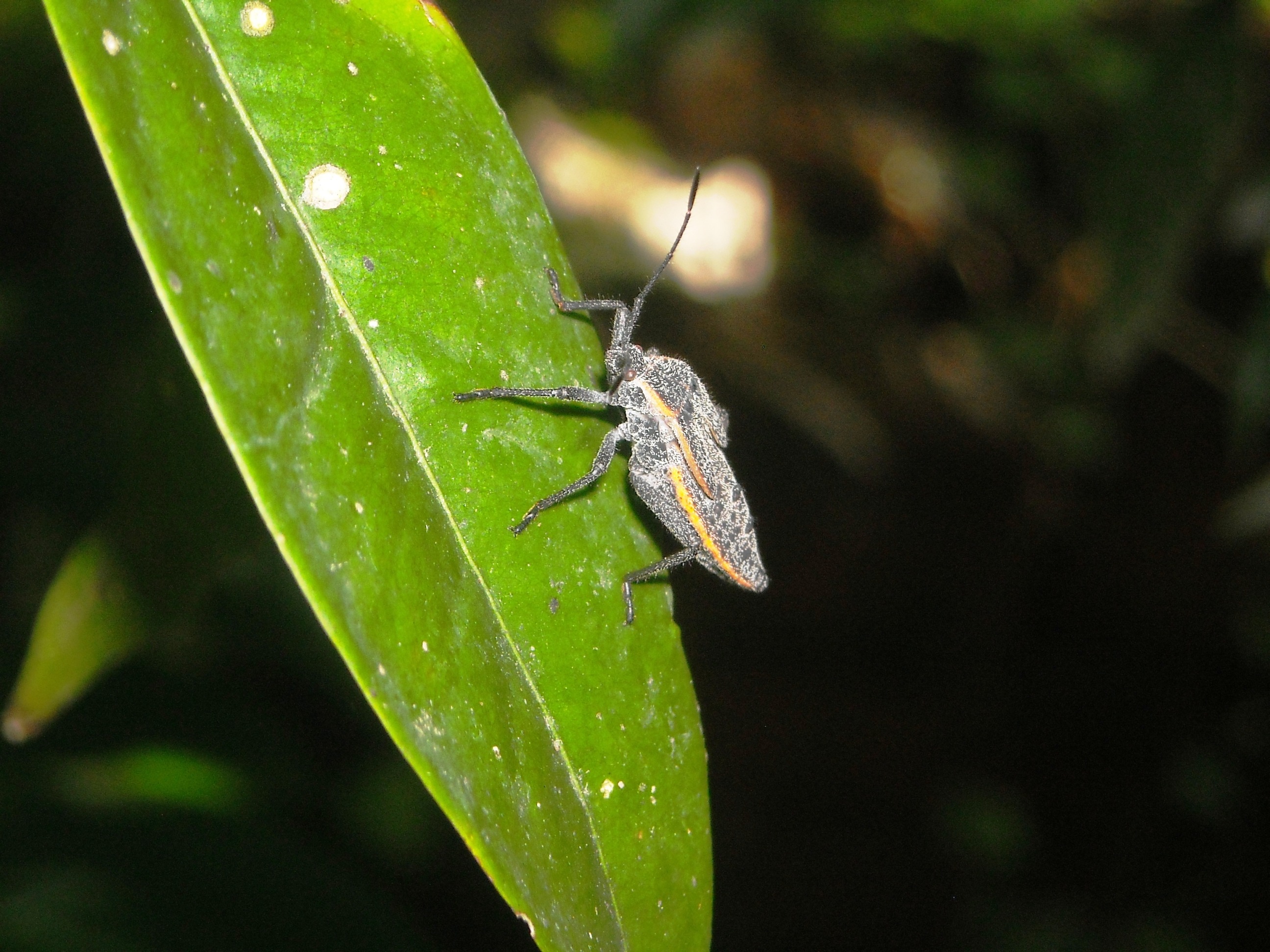 Gray beetle on a green leaf in the forest free image download