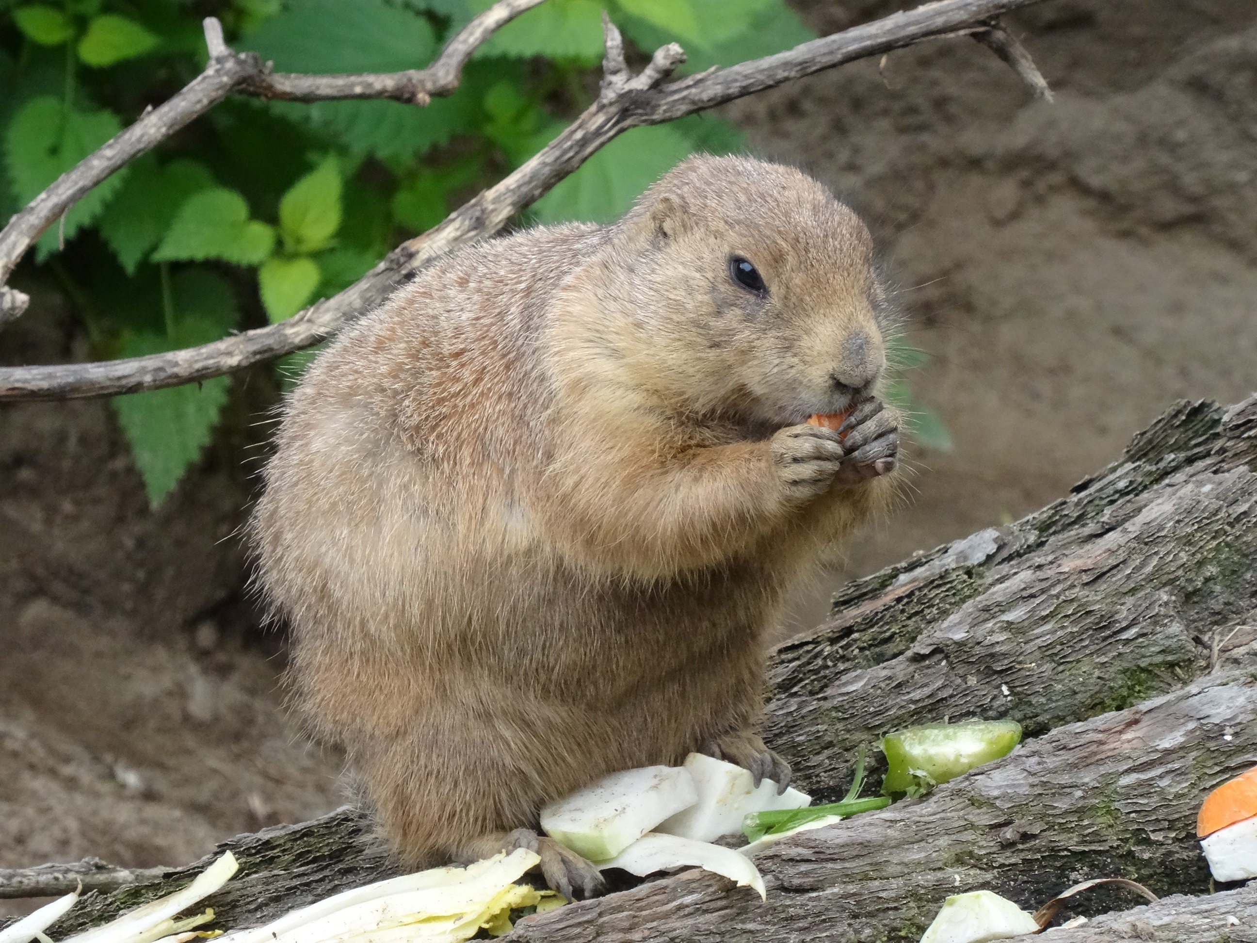 Groundhog gnaws food on the ground free image download