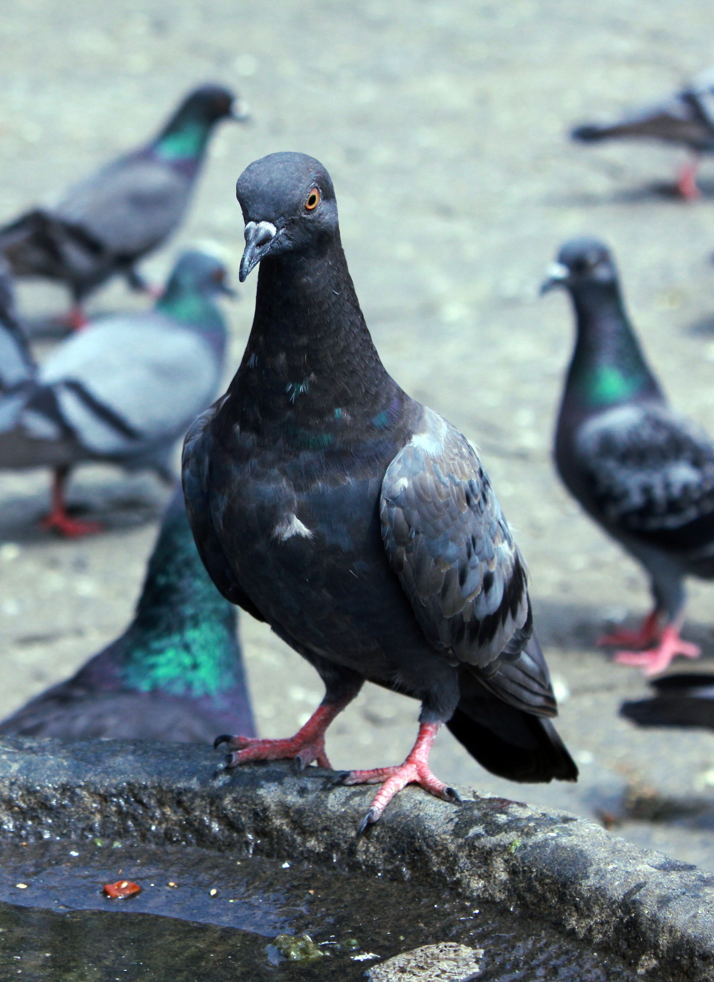 Very beautiful and cute Pigeons free image download