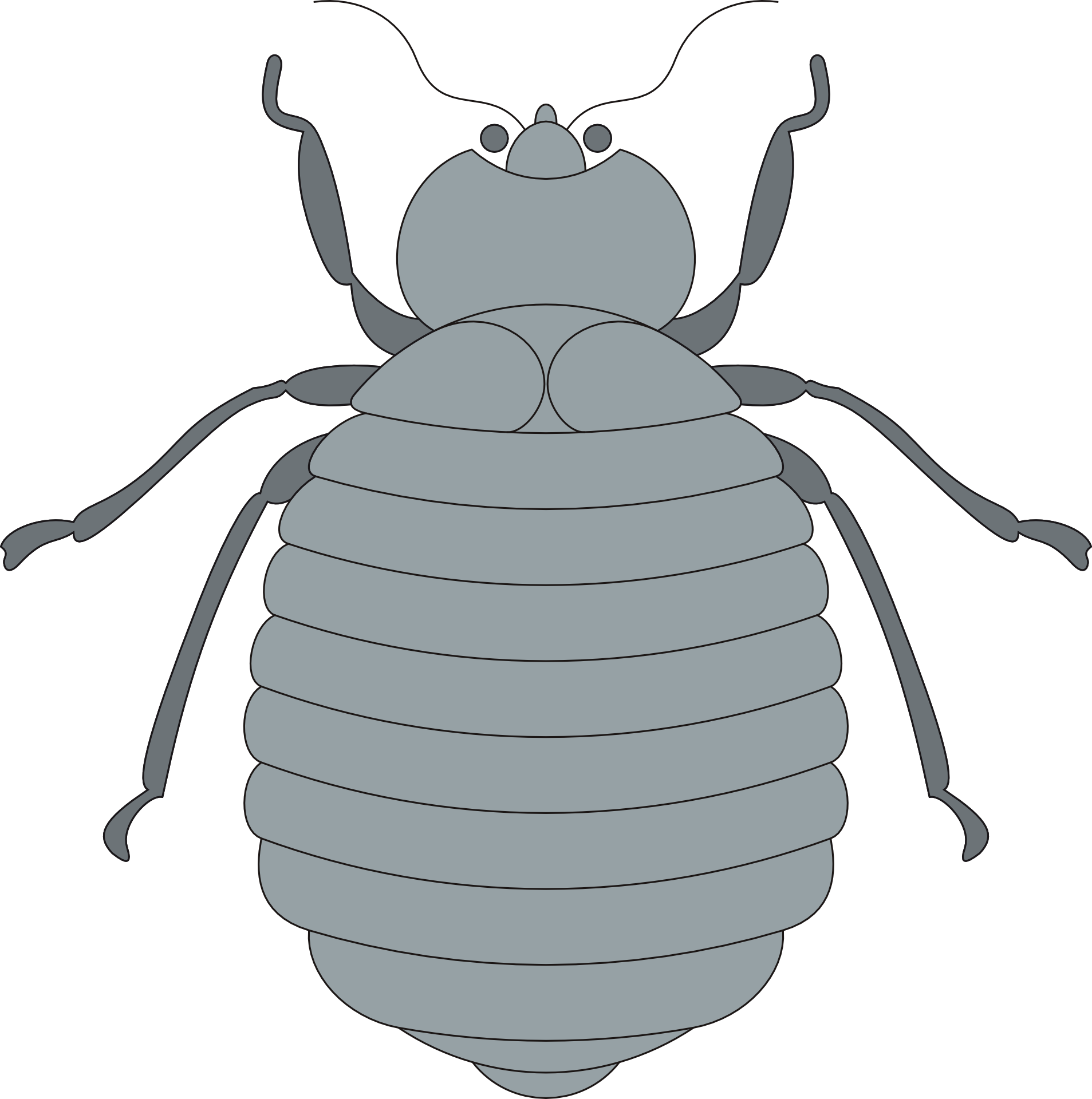 Gray beetle clipart free image download