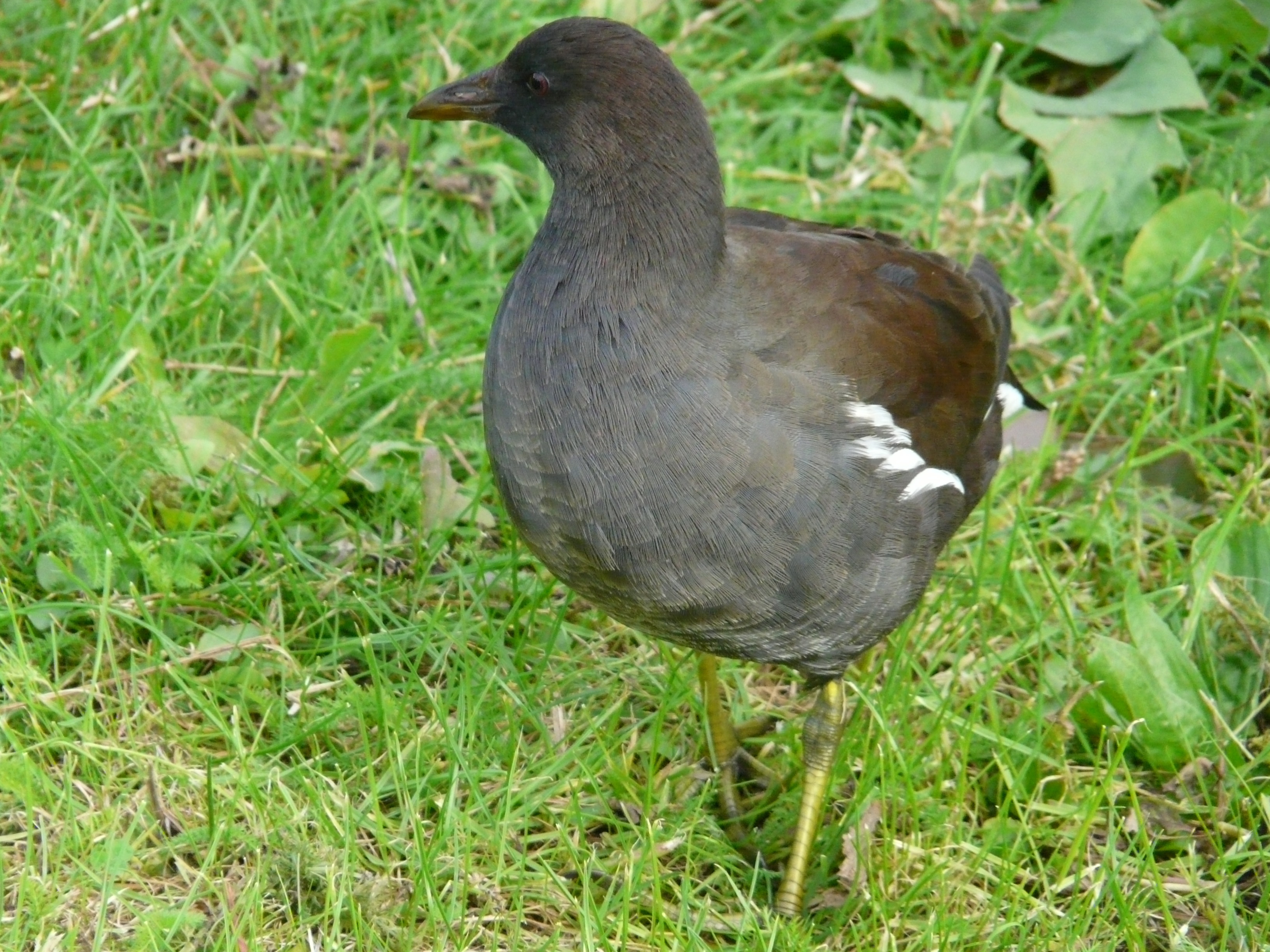Moorhen Bird free image download