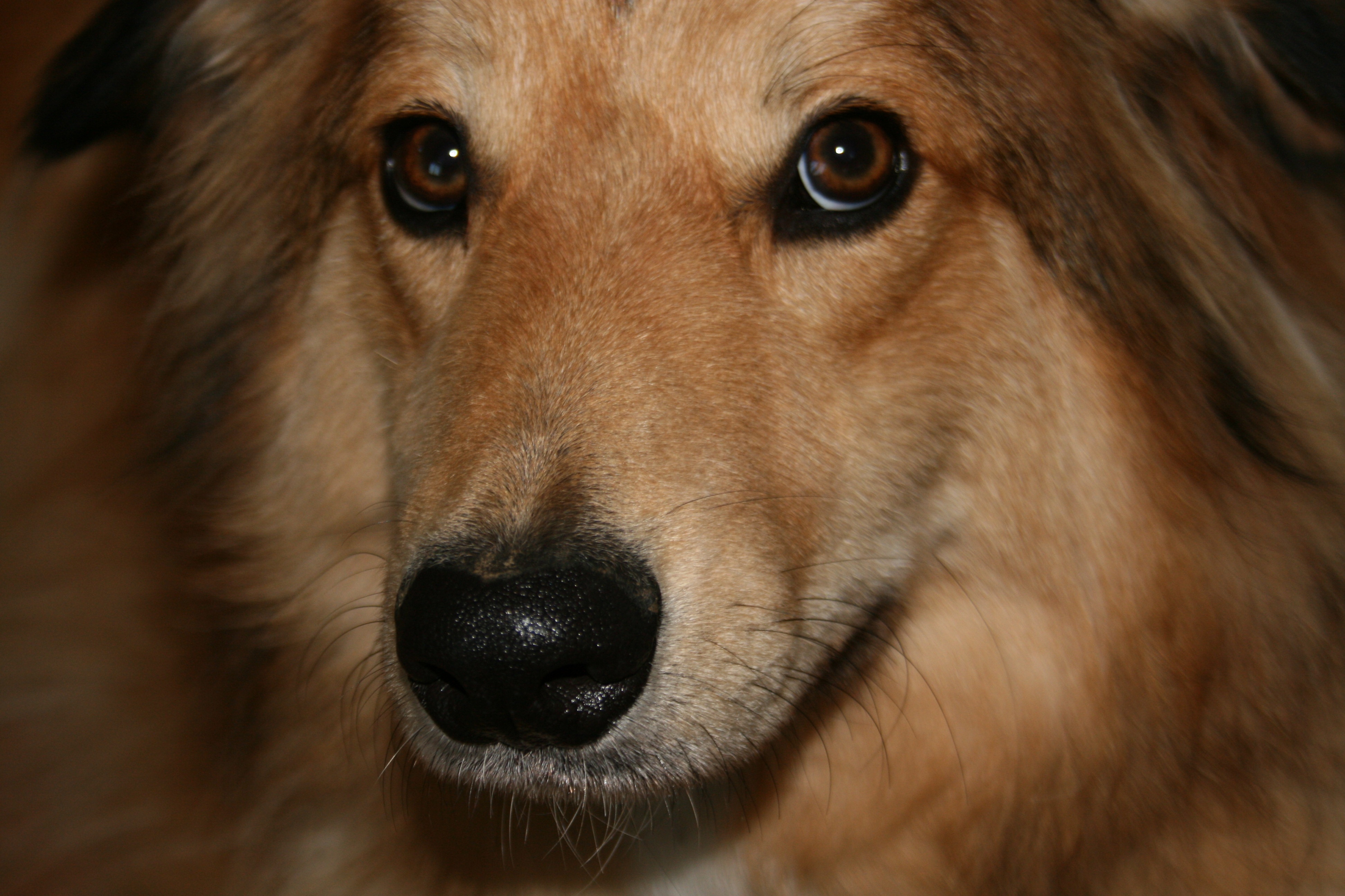 Face of the collie free image download