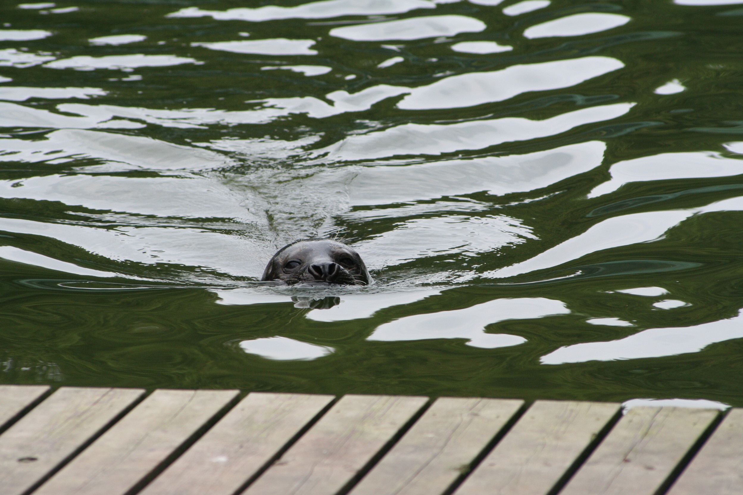 Seal Swim free image download