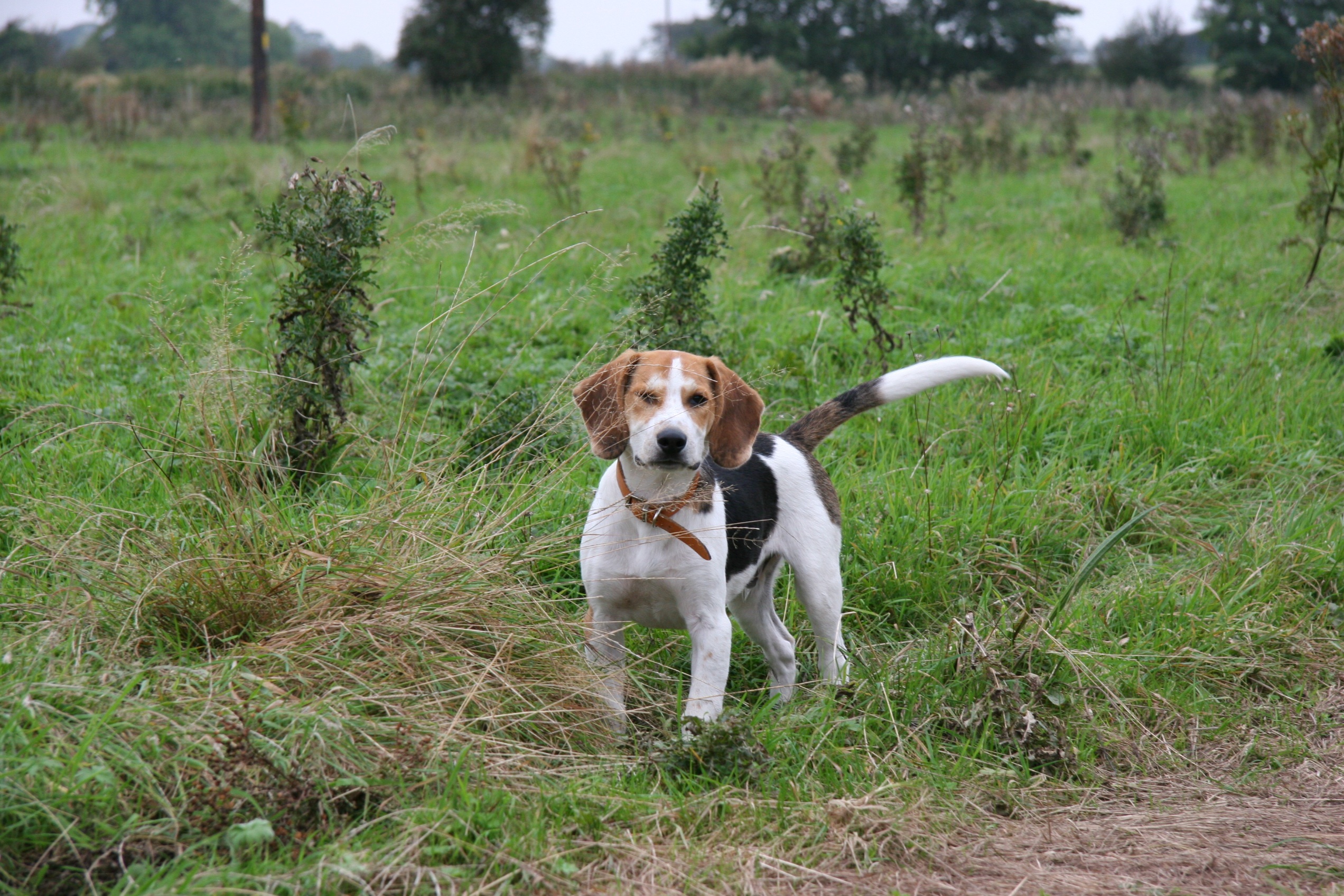 Beagle is a hunting dog breed free image download