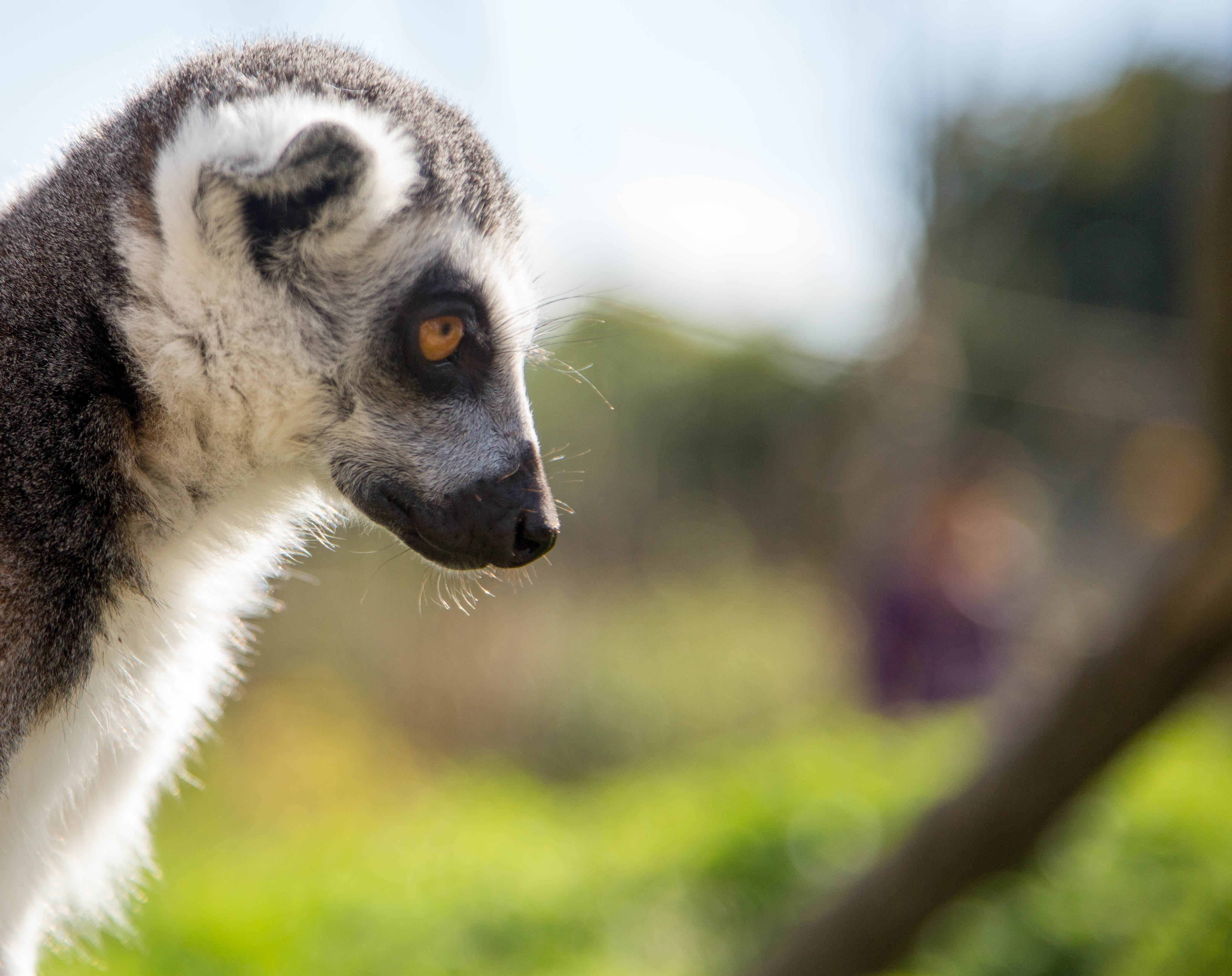 Attractive Lemur Portrait free image download