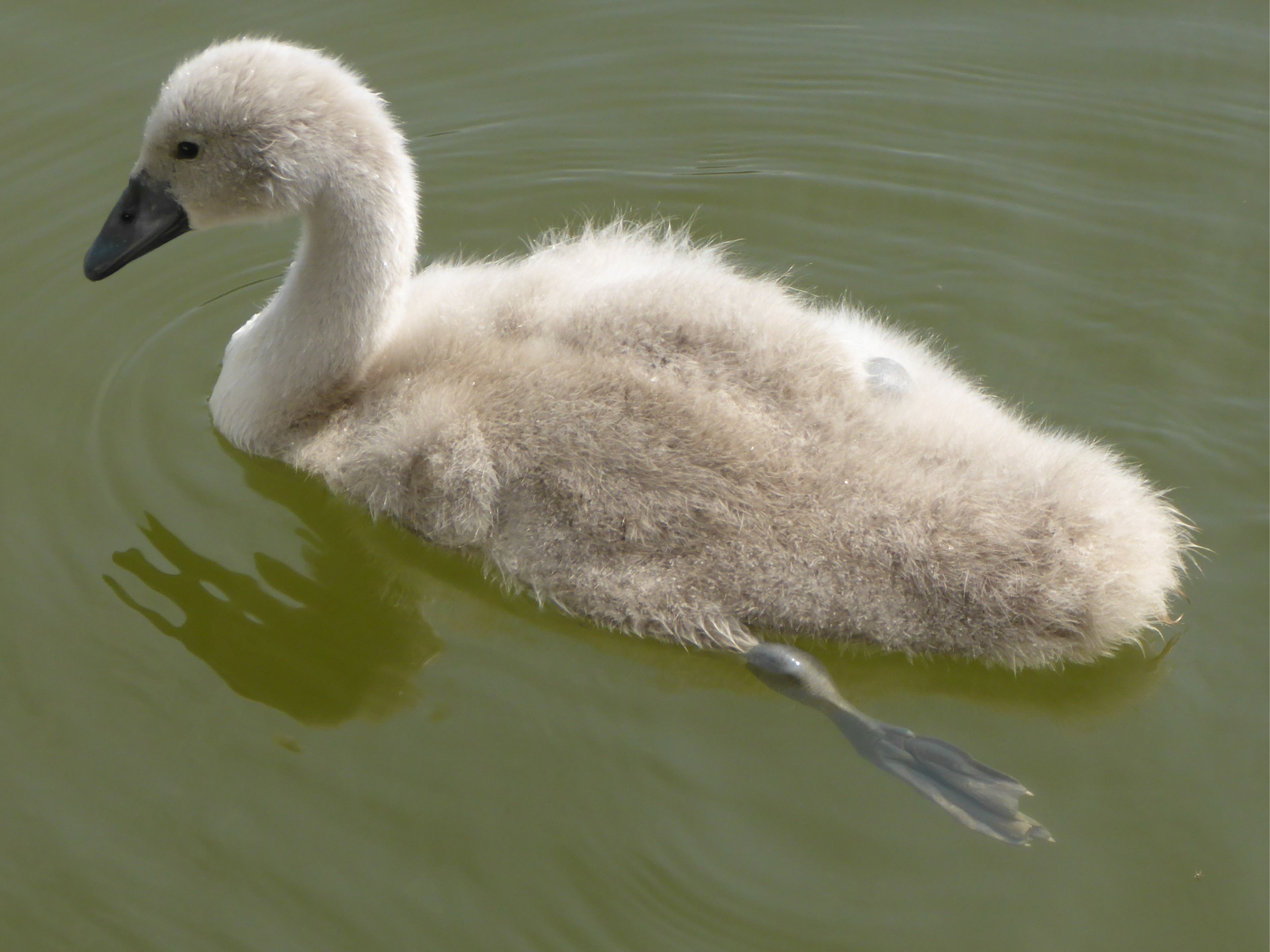 Cygnet Swan Bird free image download