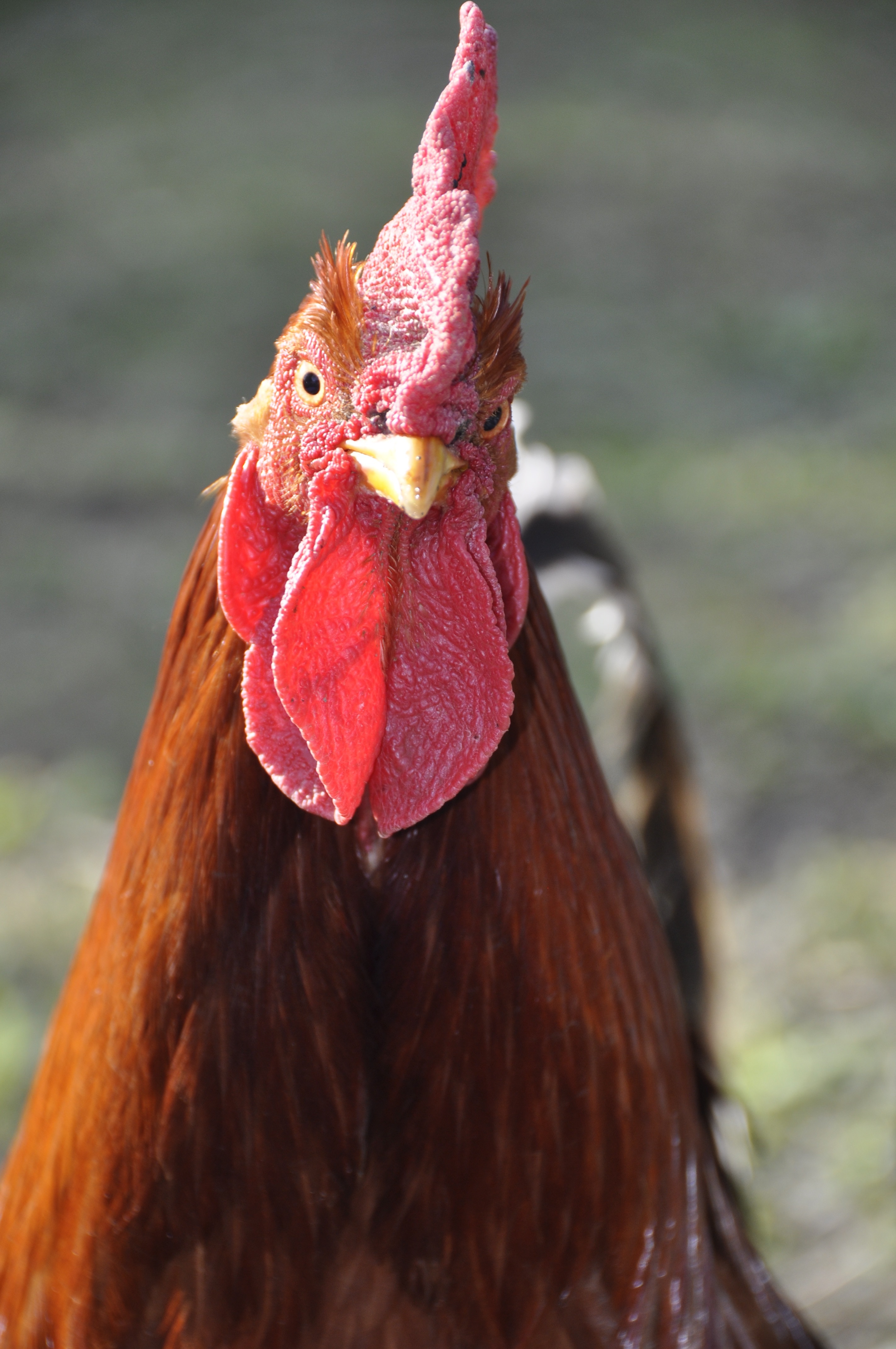 Portrait of cock in nature free image download