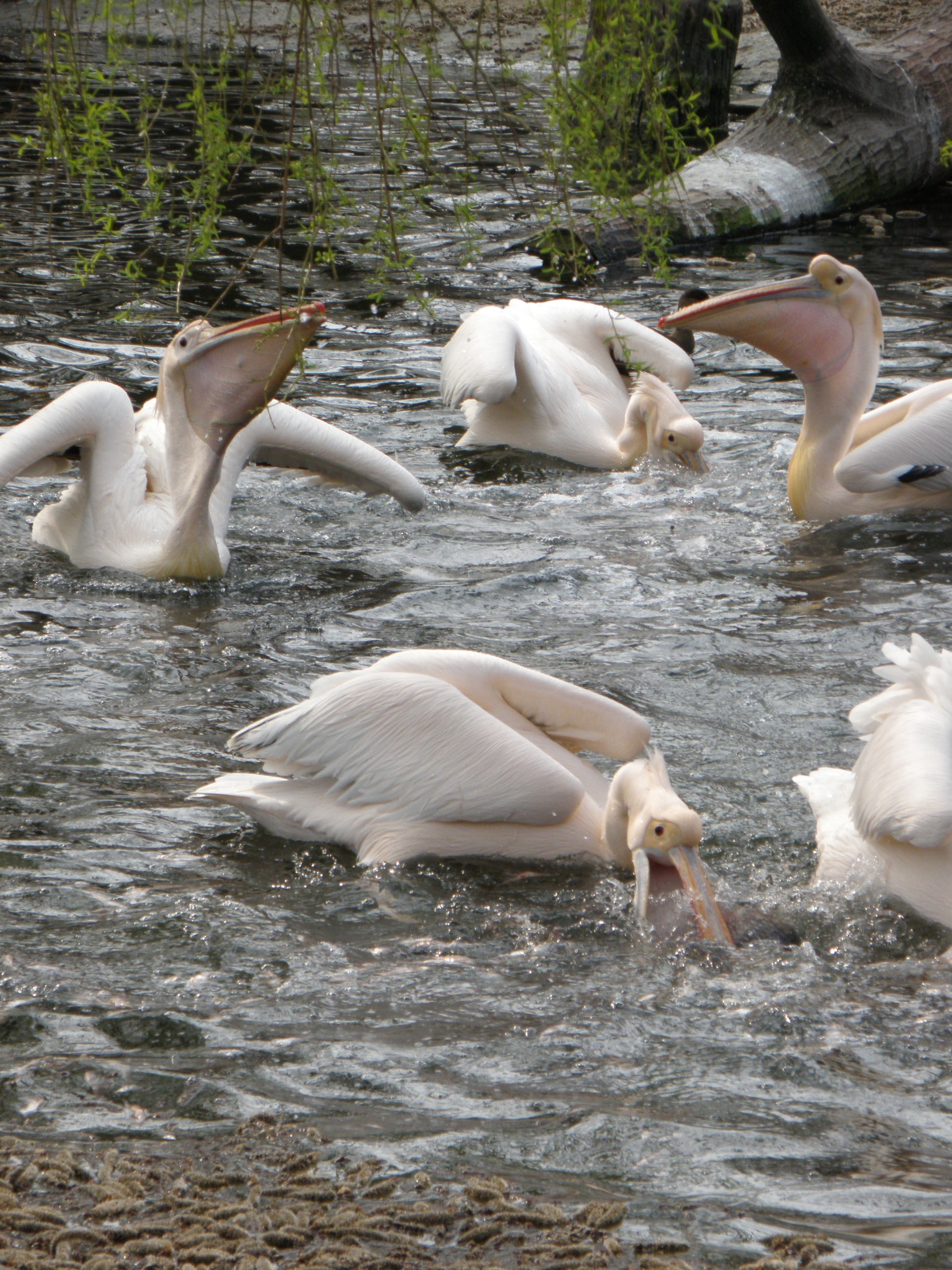 Pelicans eating fish in the water free image download