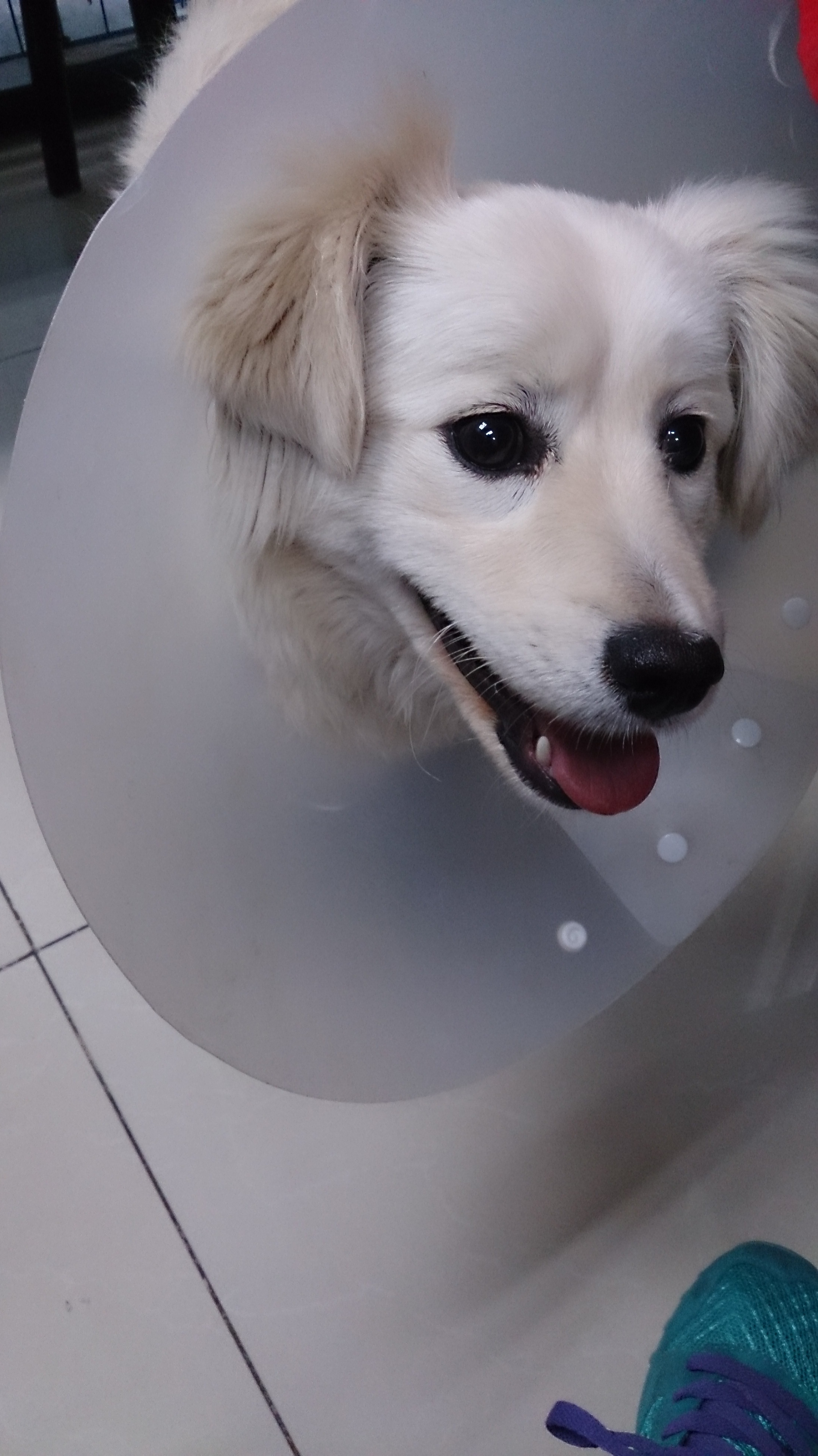 White dog in collar free image download