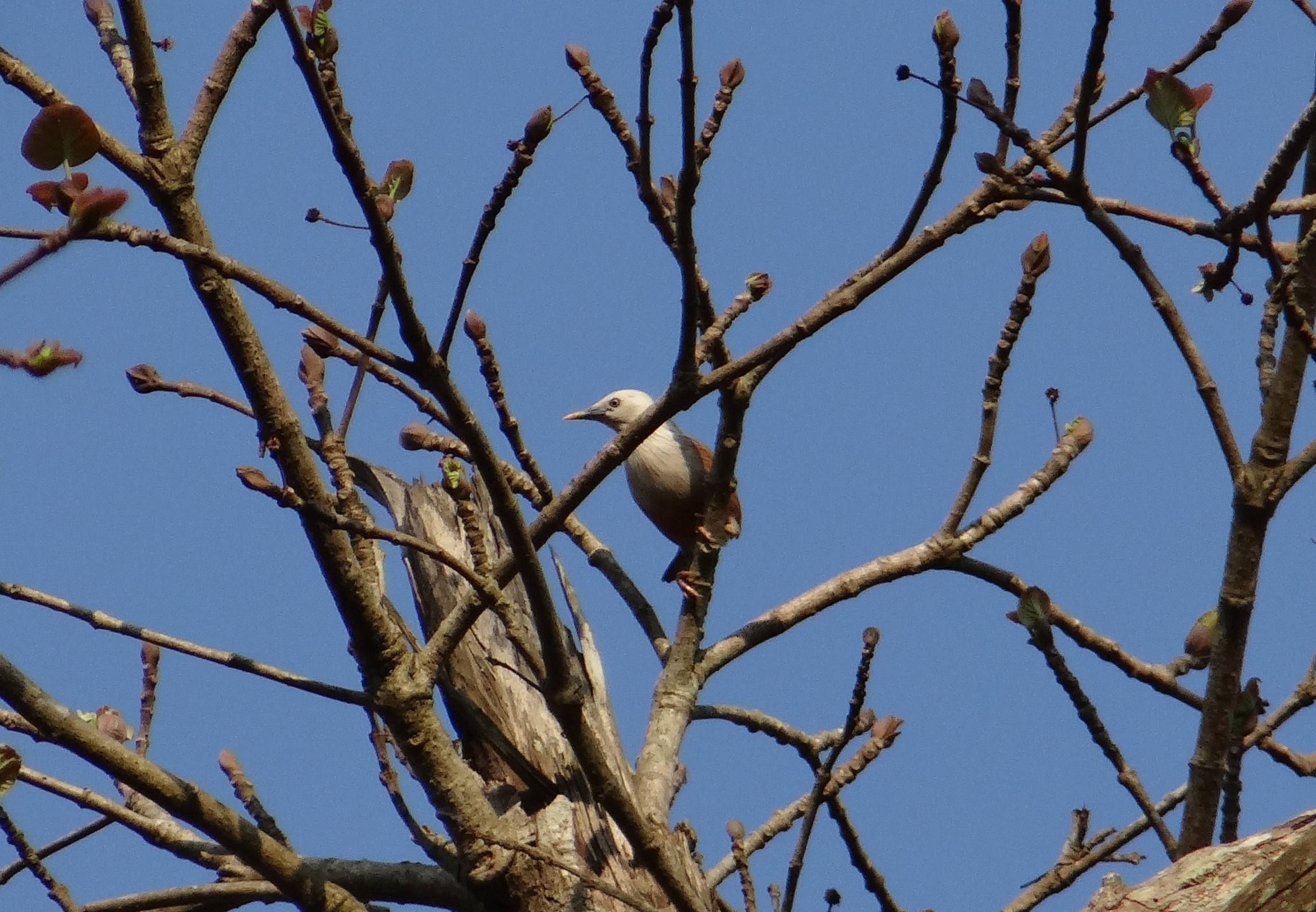 Malabar bird free image download