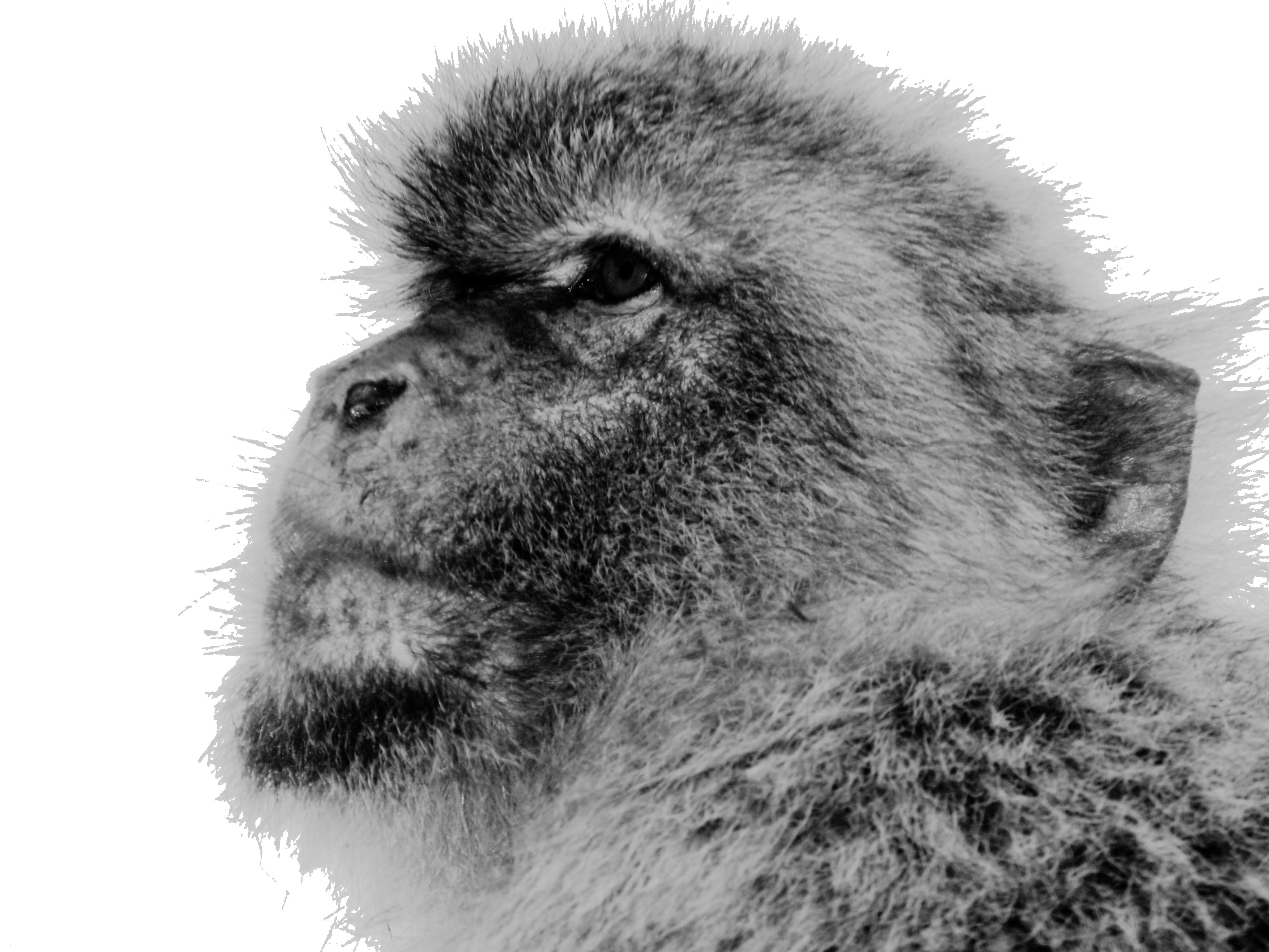 Monkey face drawing free image download