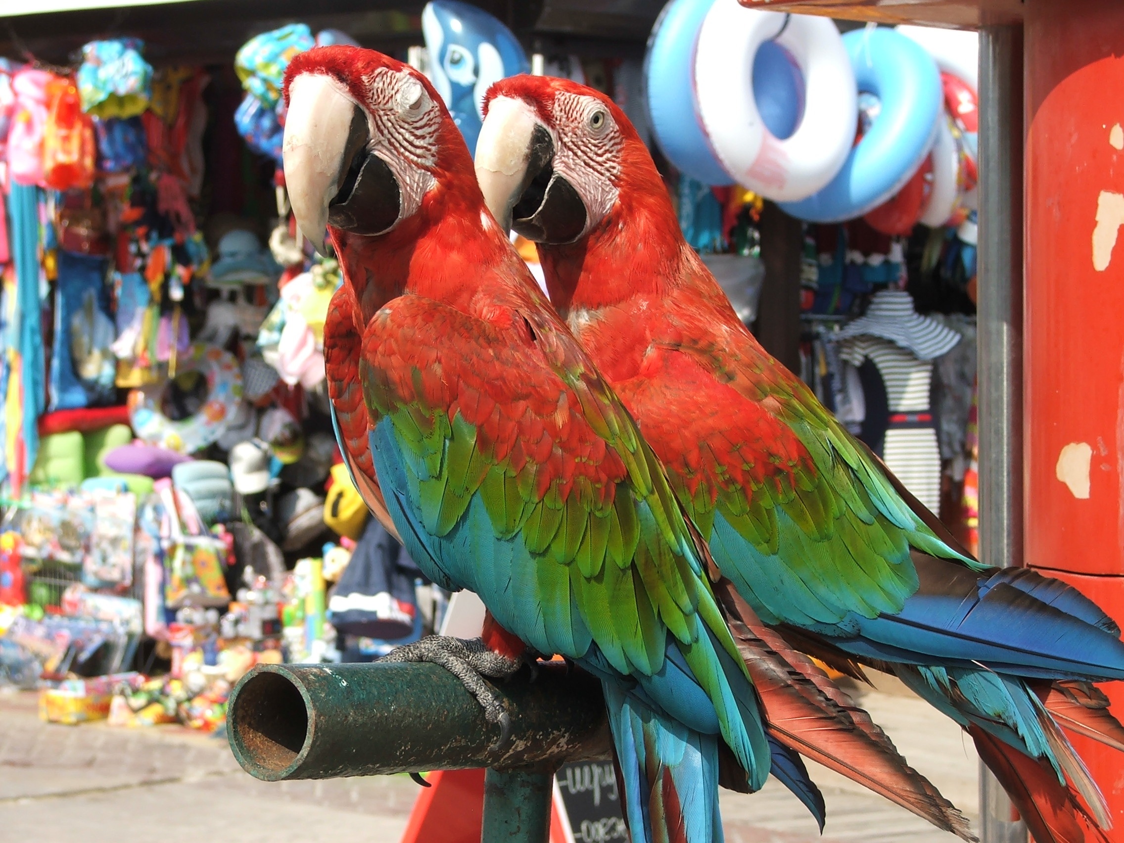 Perched exotic parrots free image download