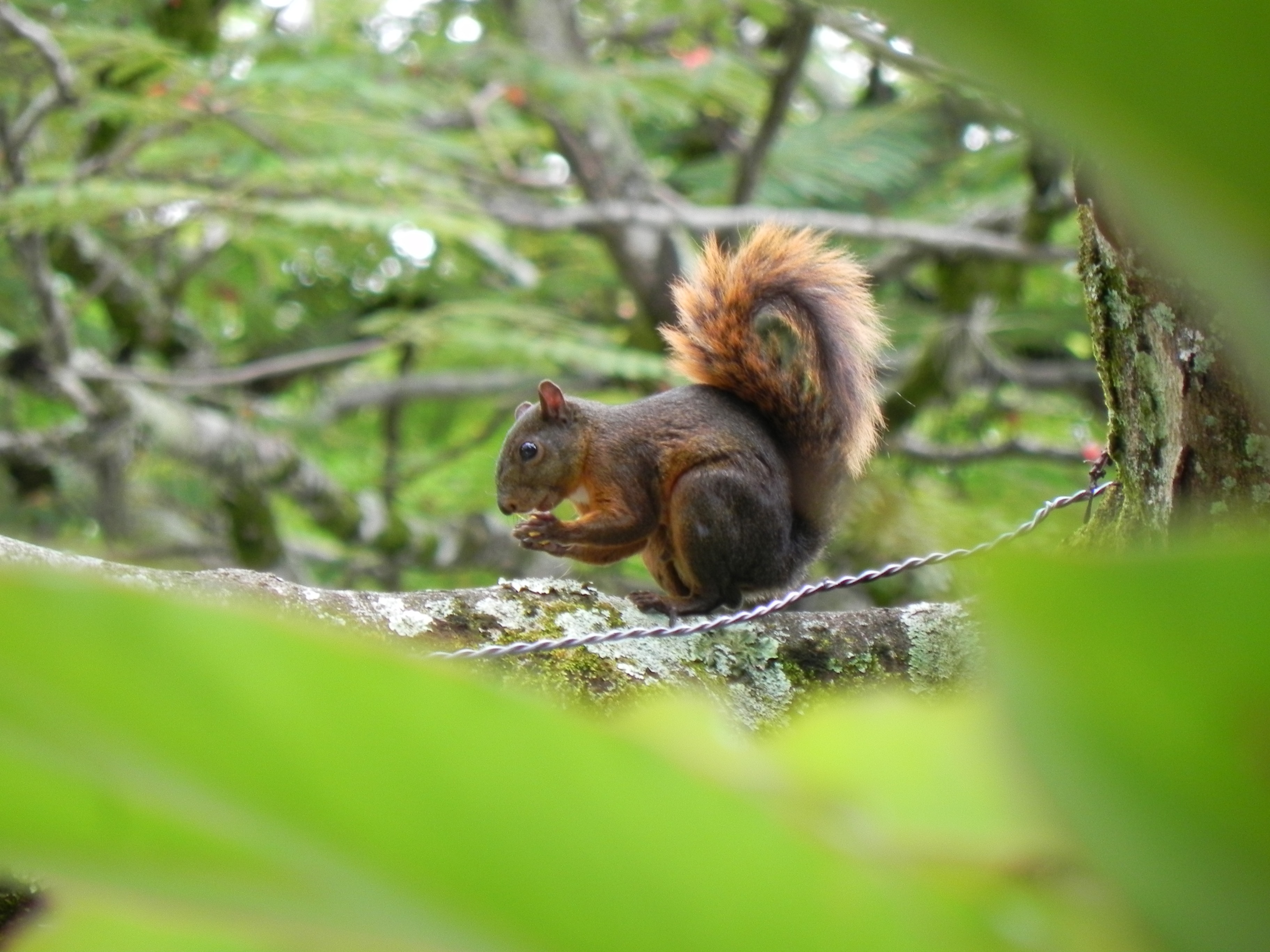 Squirrel eating on Tree free image download