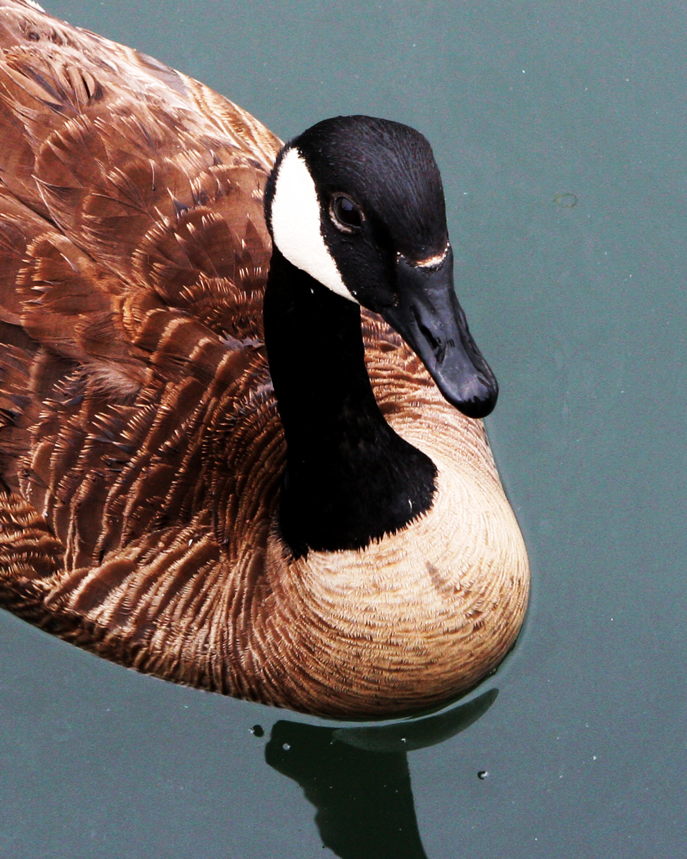 Canadian goose swims in the water free image download