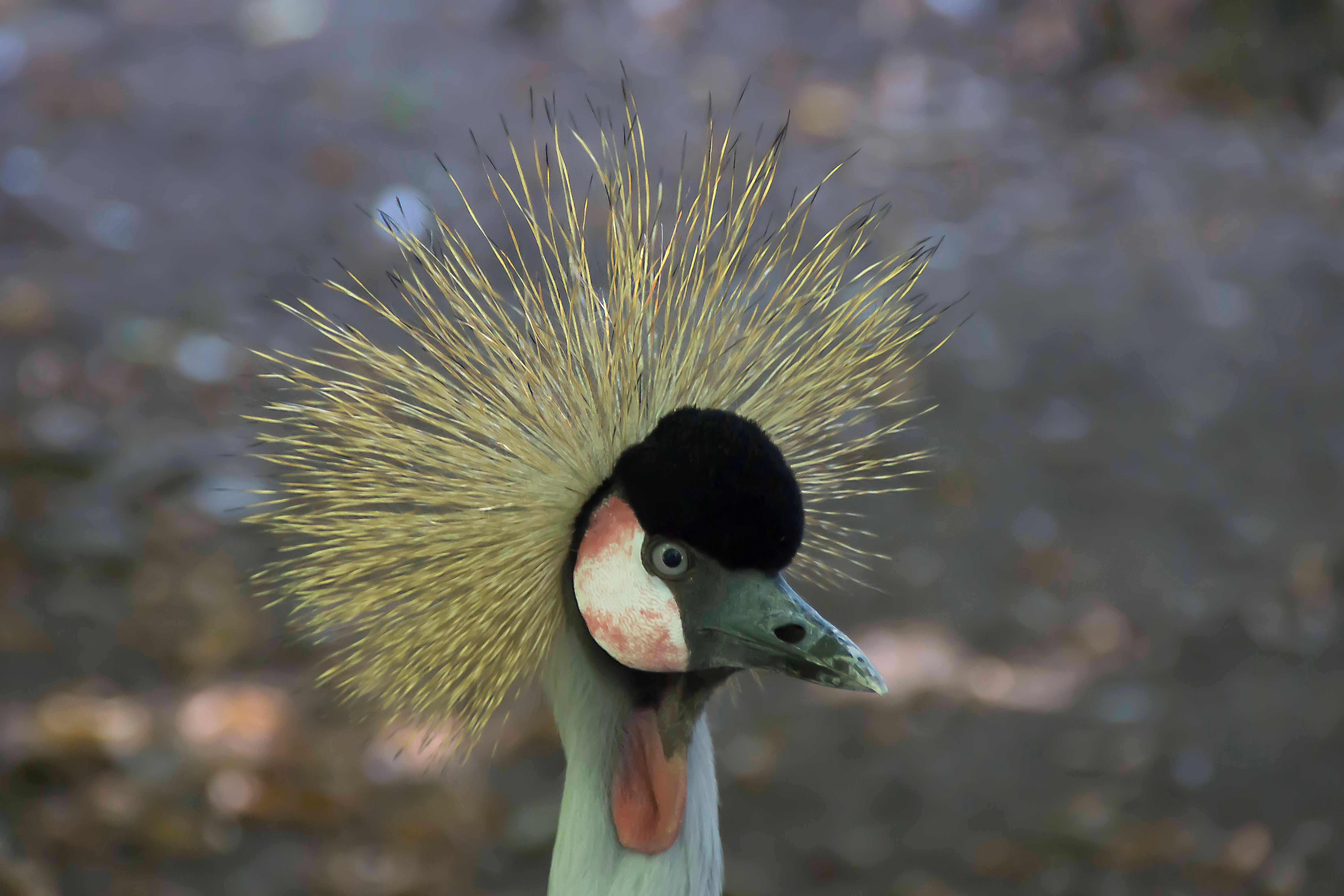 Bird with fluffy tufted close up free image download