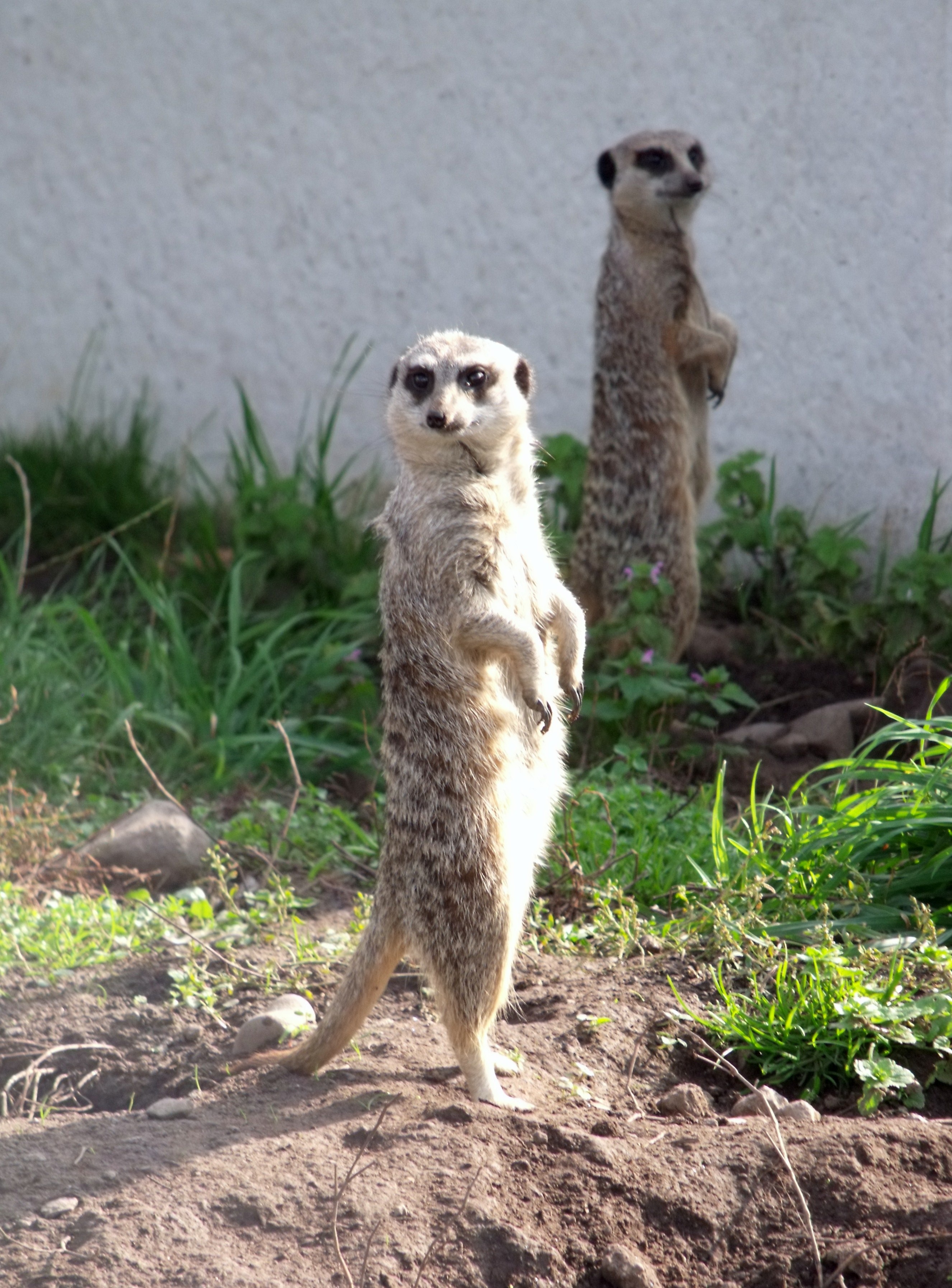 Meerkats are standing free image download