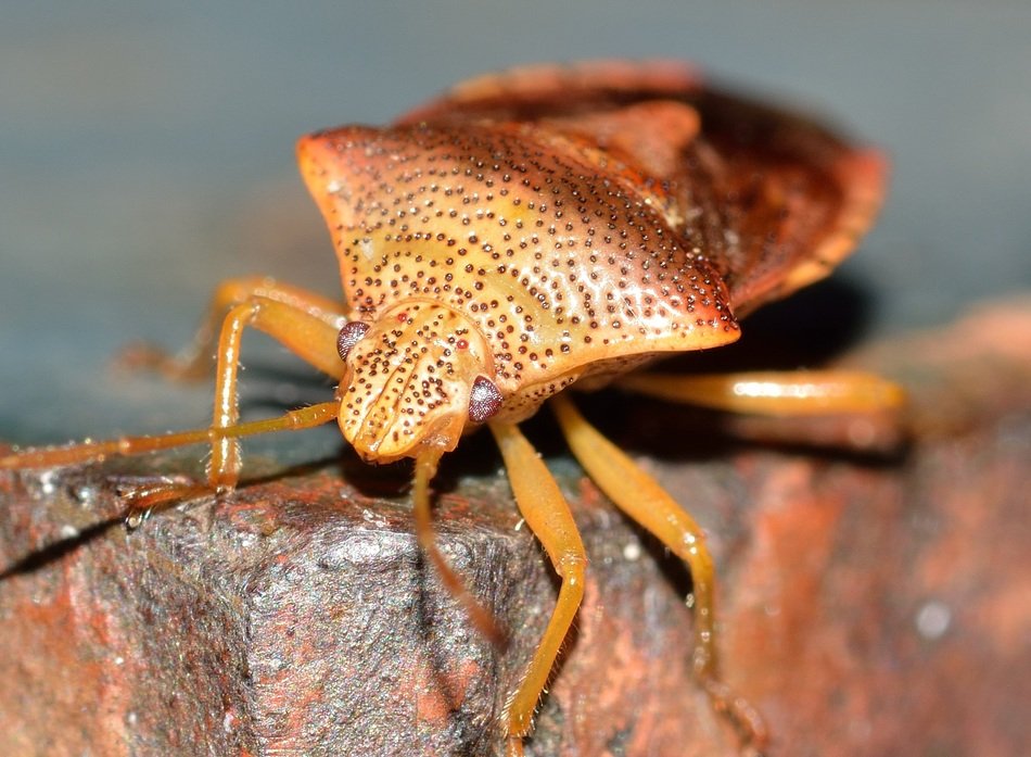 Hemiptera bug free image download
