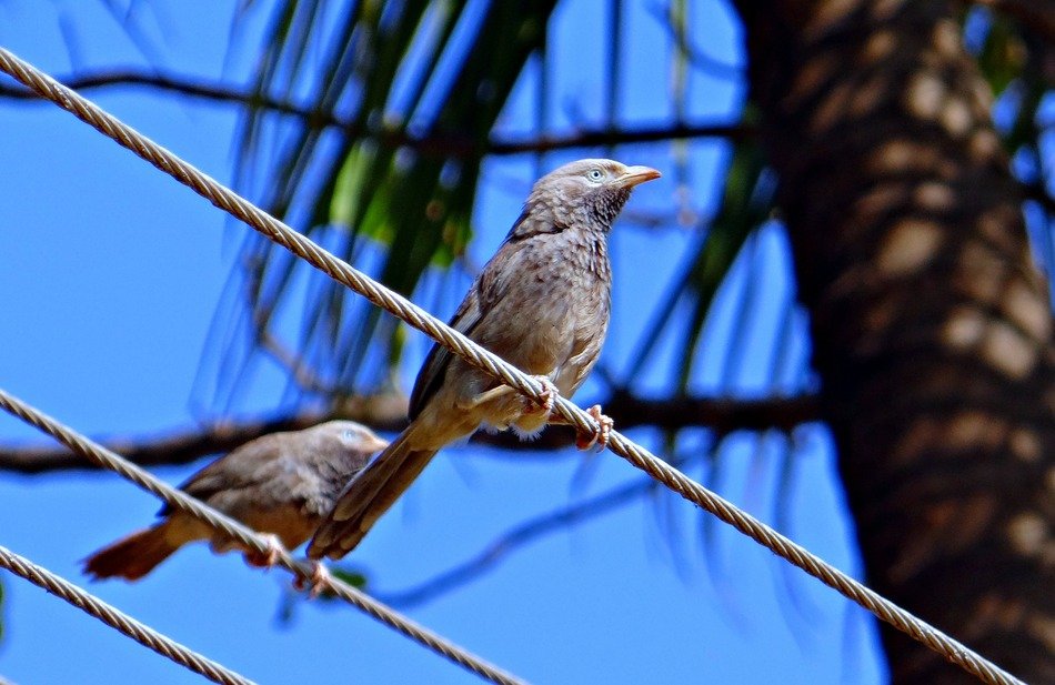 White-headed chatterbox on a rope free image download