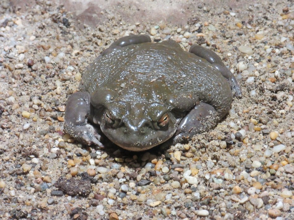 Colorado toad on sand free image download
