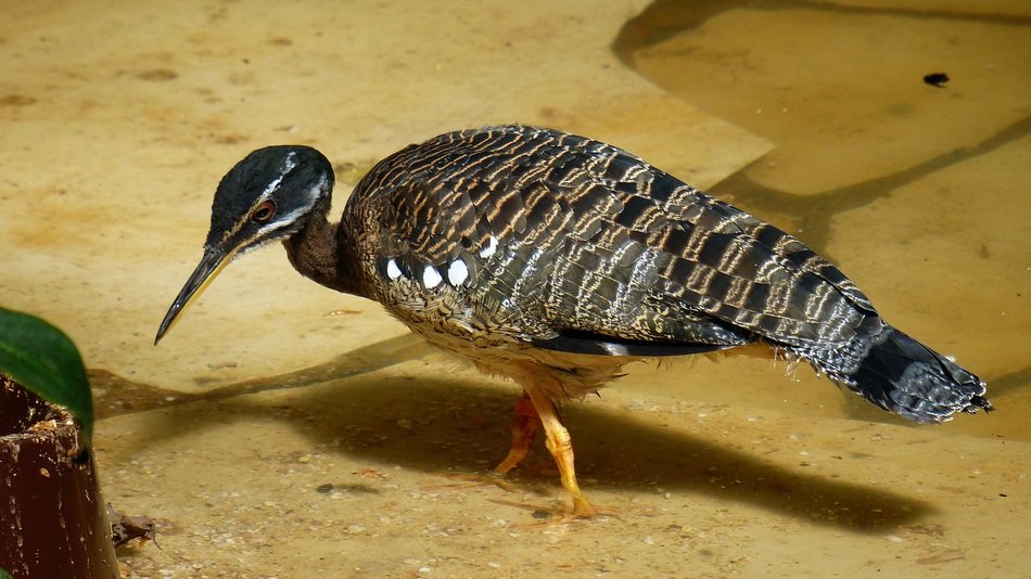 Sunbittern, slender bird free image download
