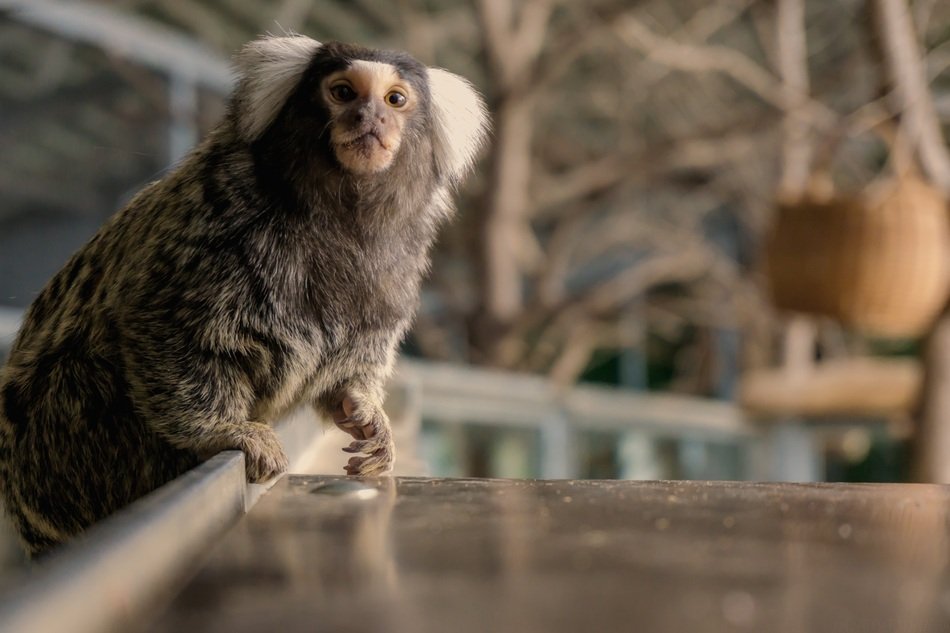 Attractive sweet Monkey free image download