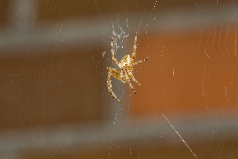 Spider on a web against the brick wall free image download