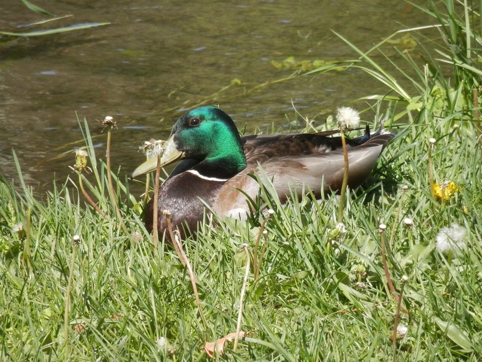 Handsome Duck Mallory free image download