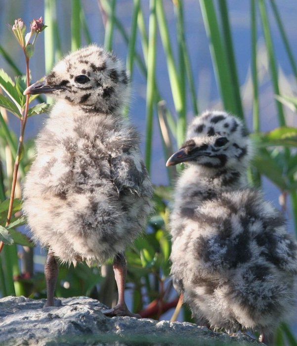 Canus Larus Chicks free image download