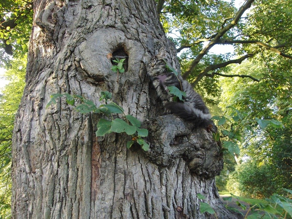 Weird tree in a forest free image download